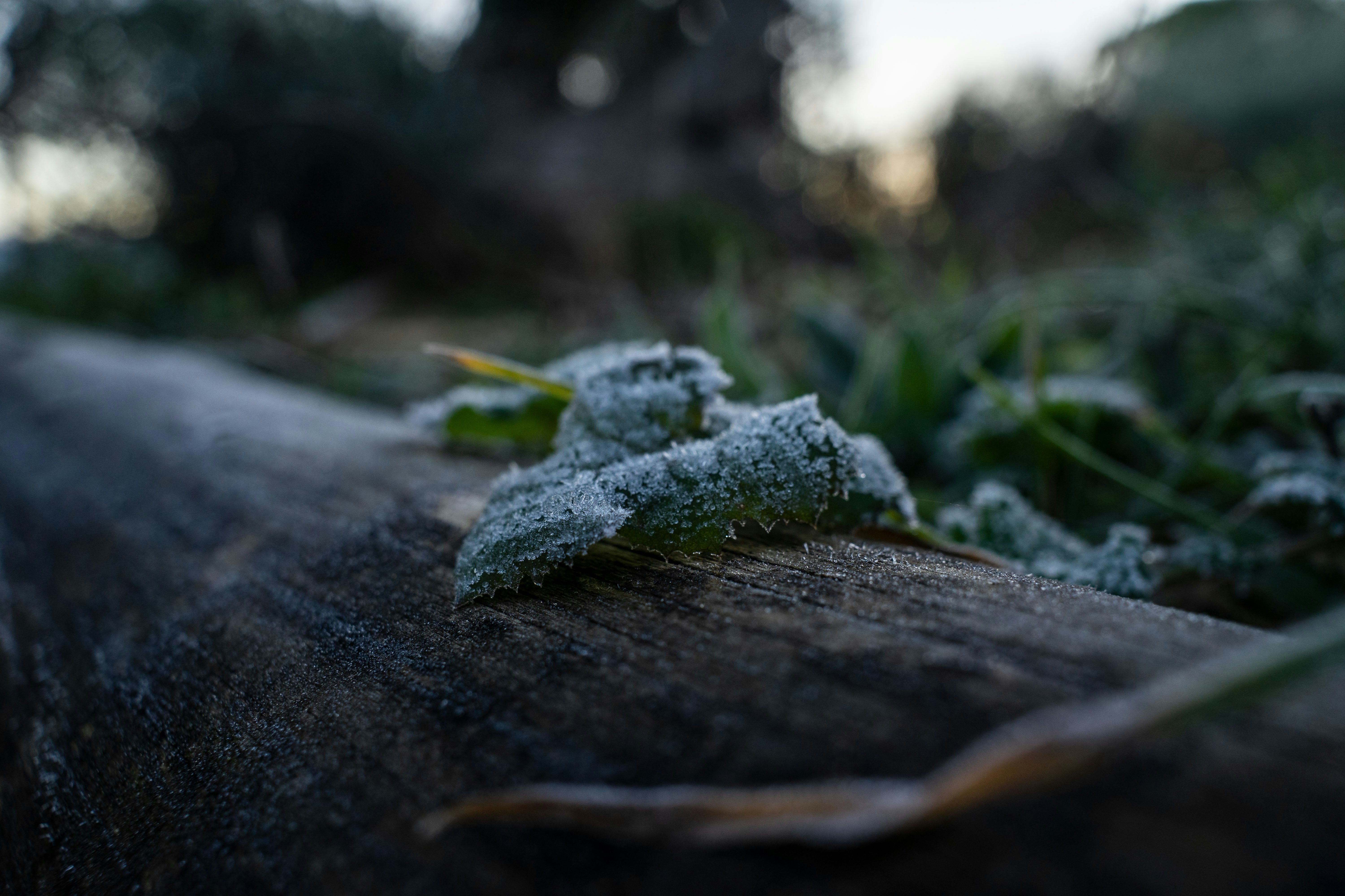 Frost-Crowned Leaf on a Weathered Log at Dawn