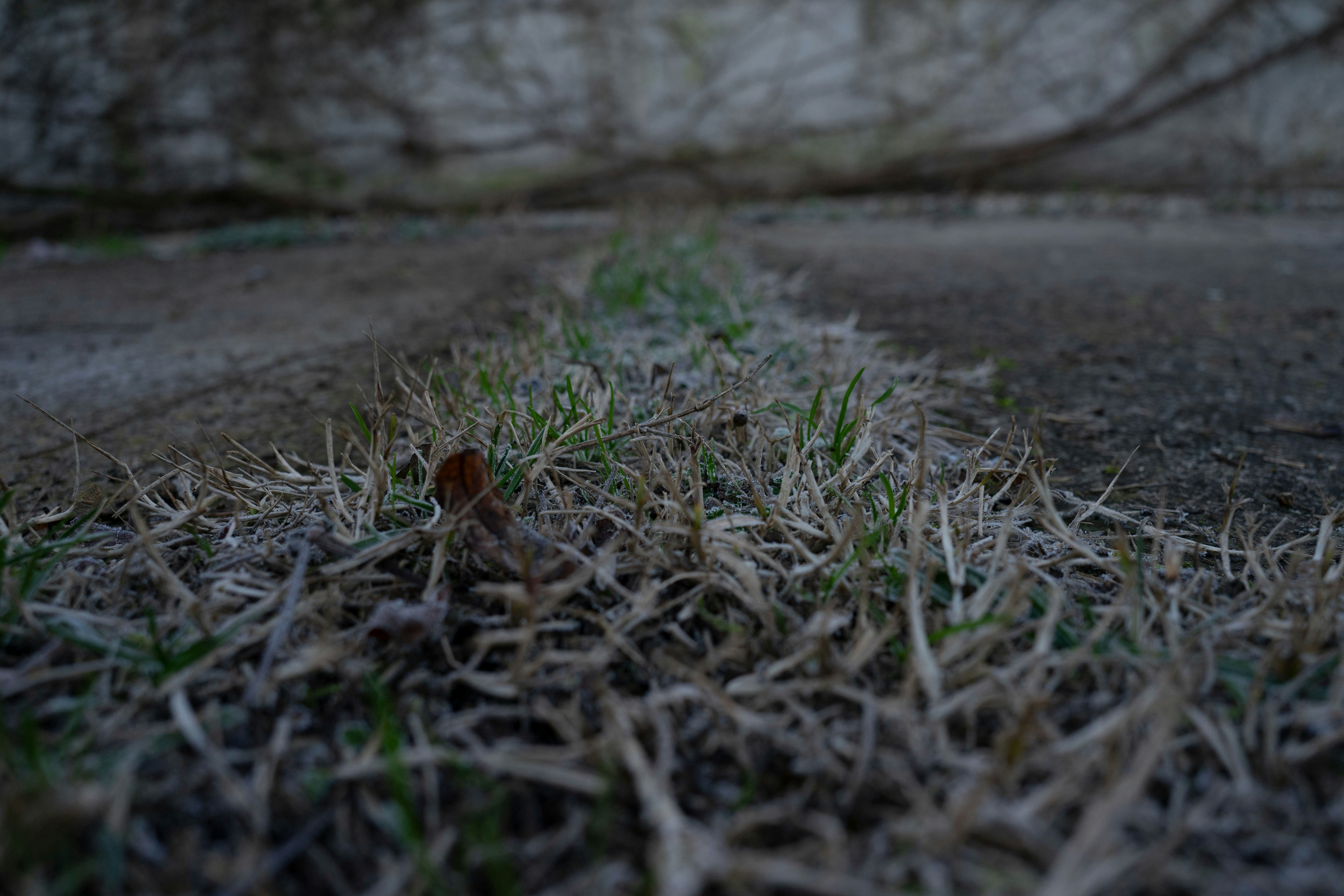 Emergence Along the Footpath: A Ground-Level Study in Grass Texture