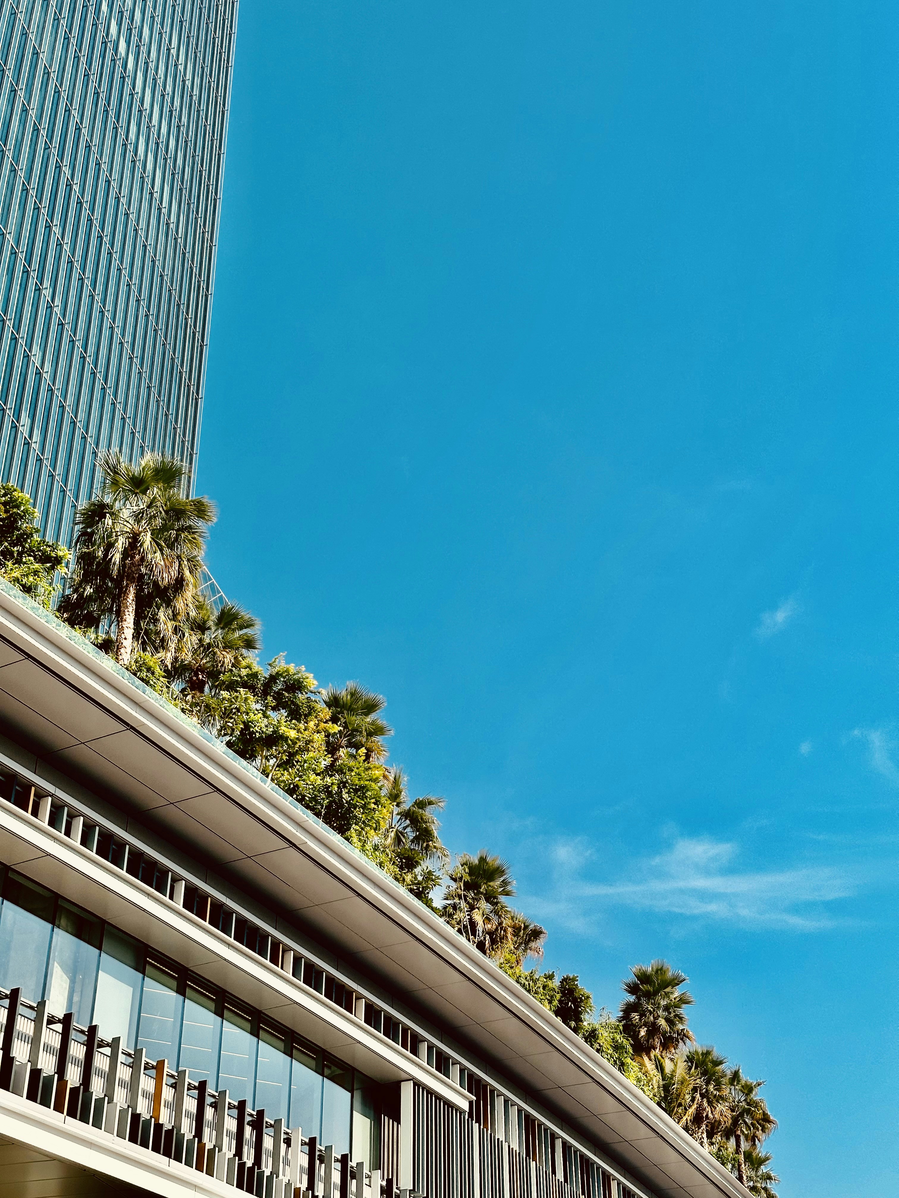 Palm-Fringed Glass Terrace Along a Sky-Blue Urban Edge