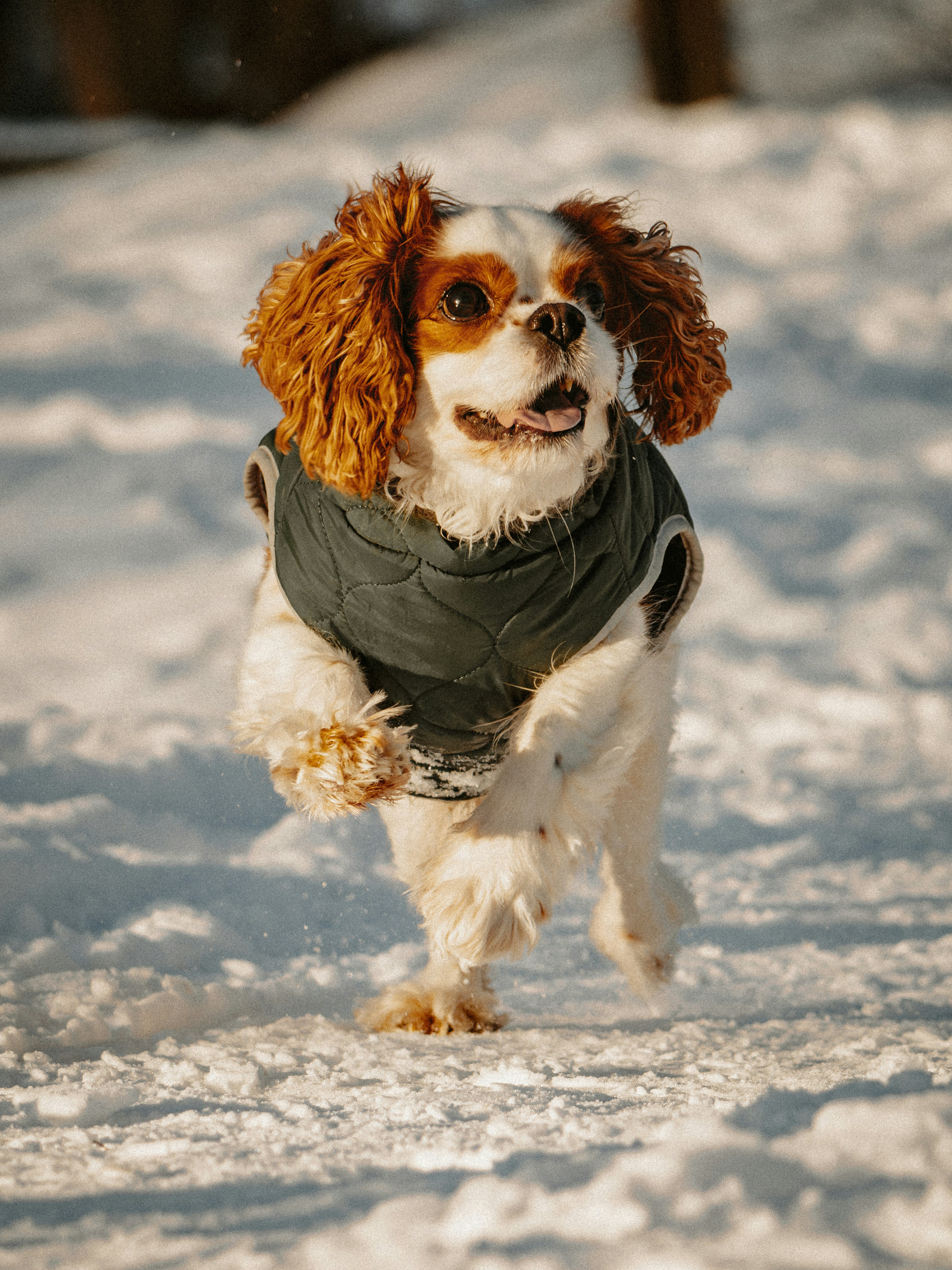 Snowbound Sprint: A Spaniel in a Dark Vest Charges Through Fresh Powder