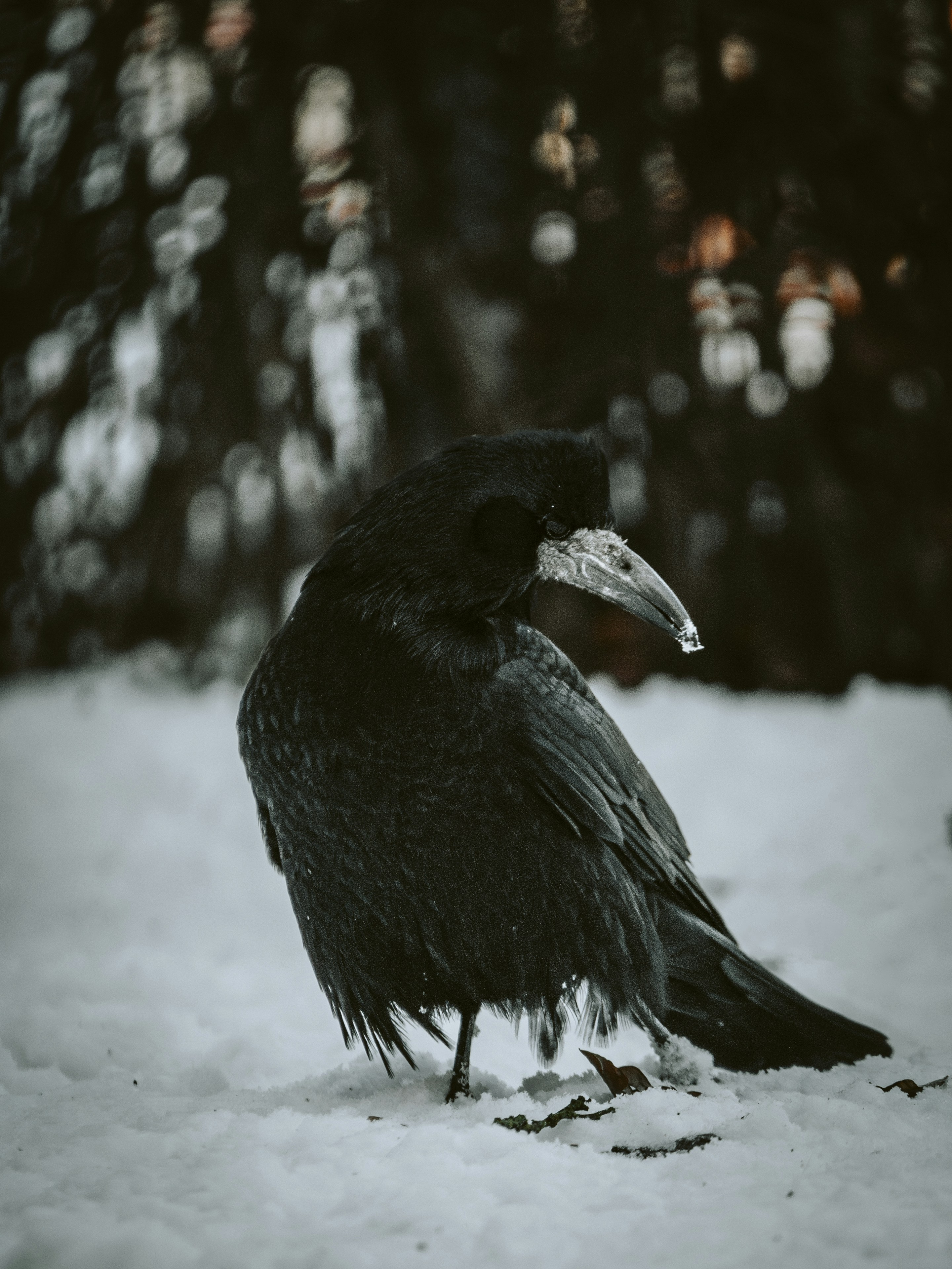 Raven in Snow: A solitary silhouette amid a dim, wintry forest