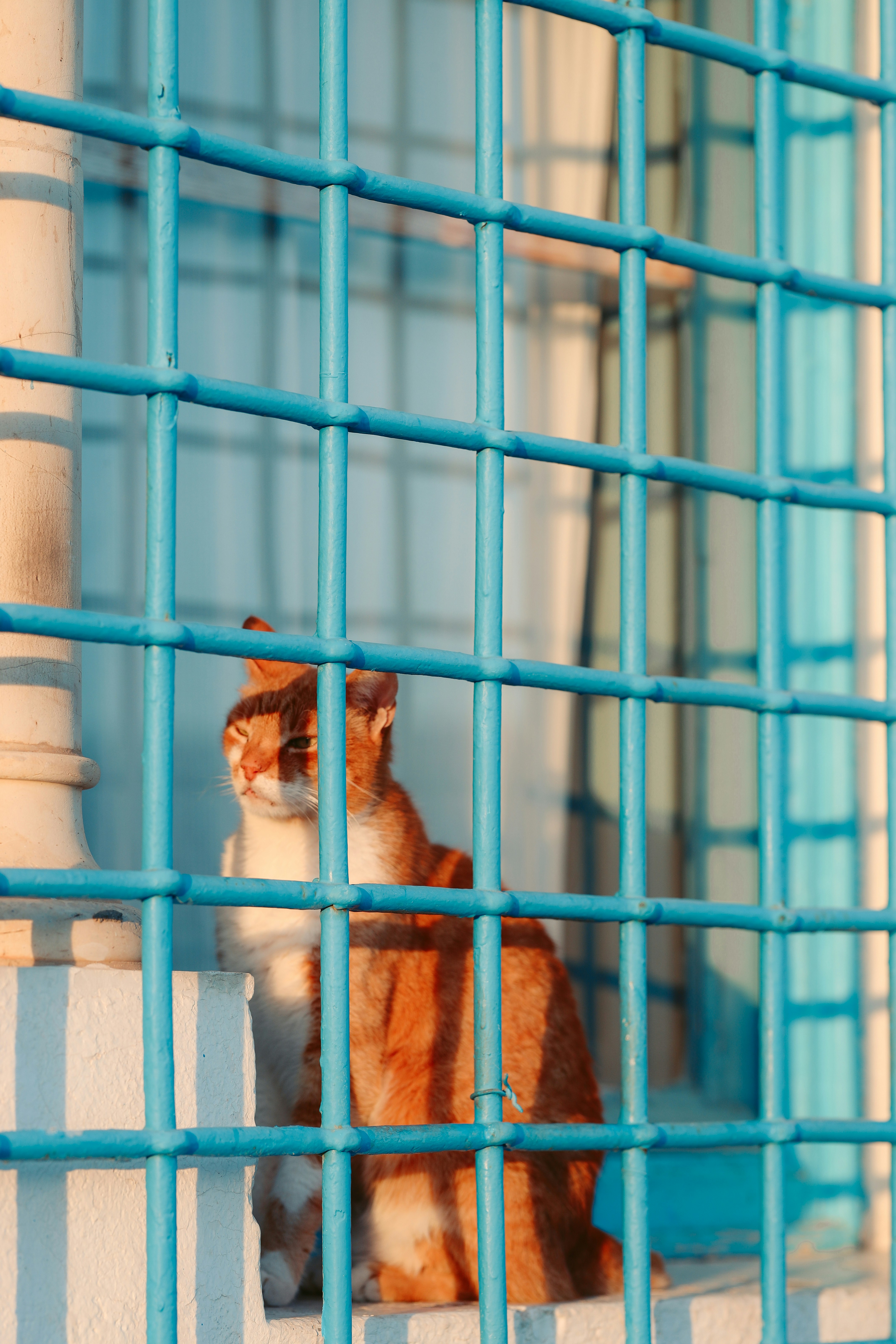 Behind the Blue Grid: A Quiet Orange Cat on a Sunlit Balcony