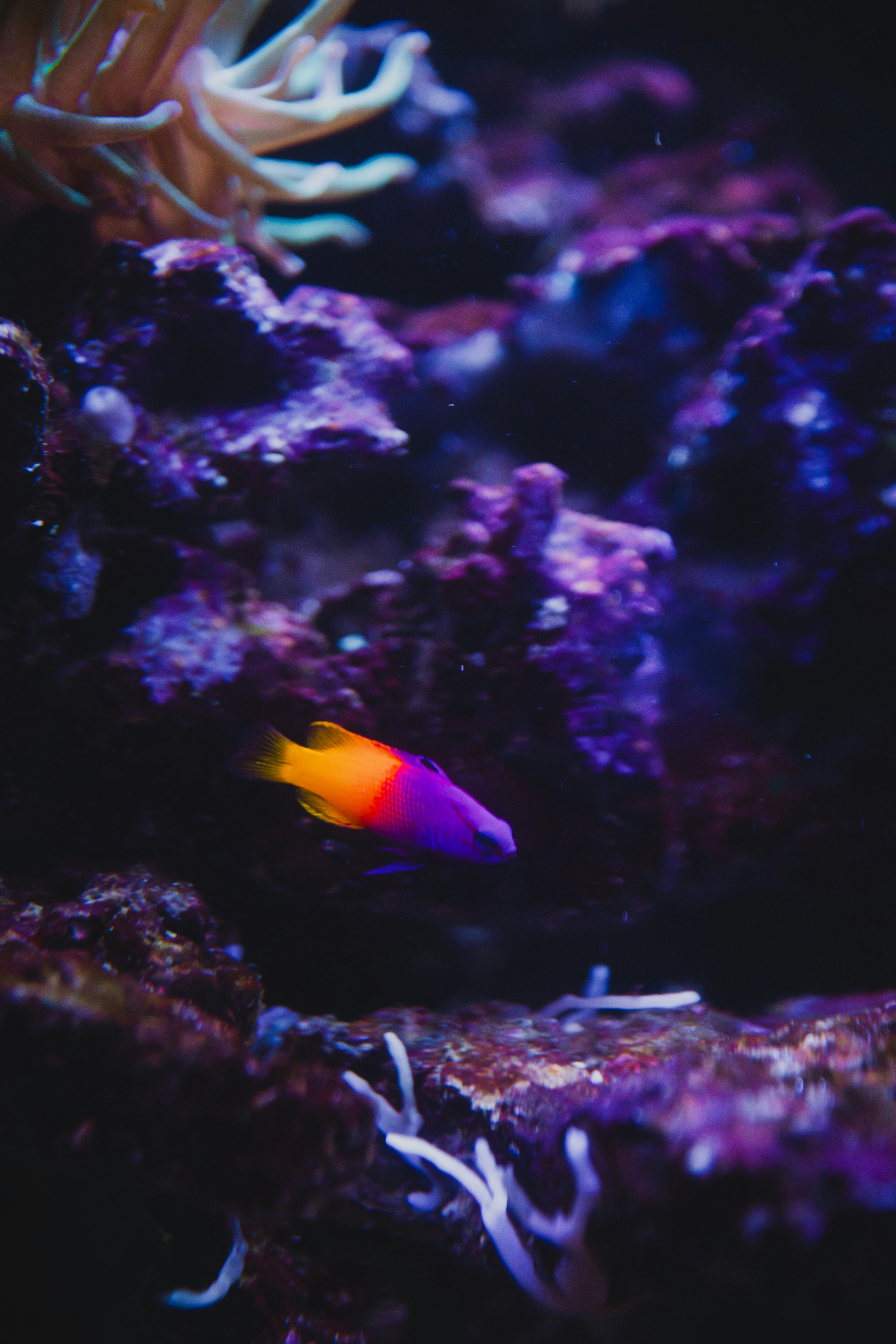 Fish In Sea Pictures | Download Free Images on Unsplash