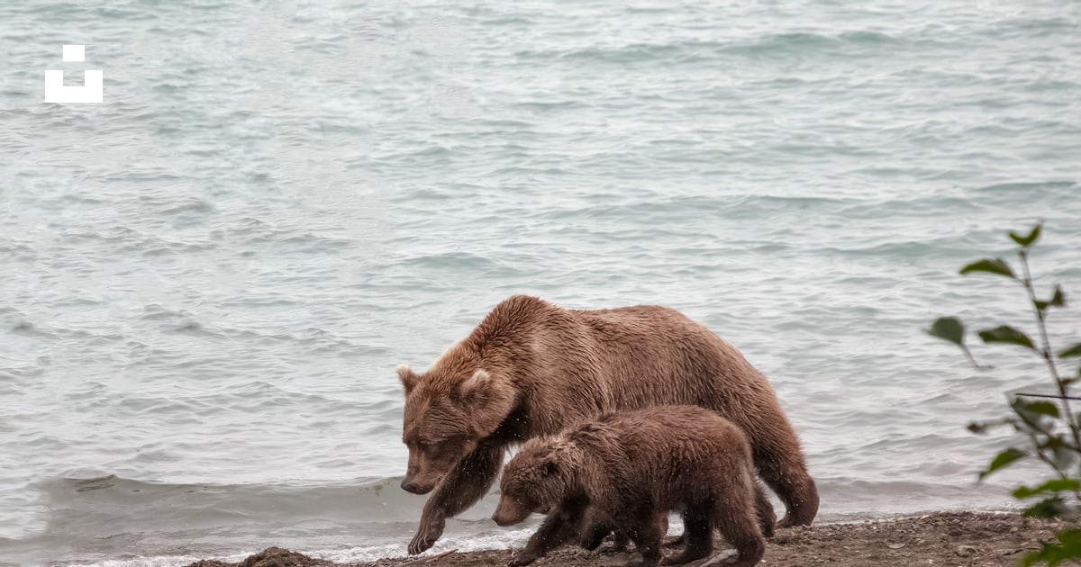 알래스카 브룩스 폴스에 있는 엄마 곰과 새끼 곰 사진 Unsplash의 무료 곰 이미지