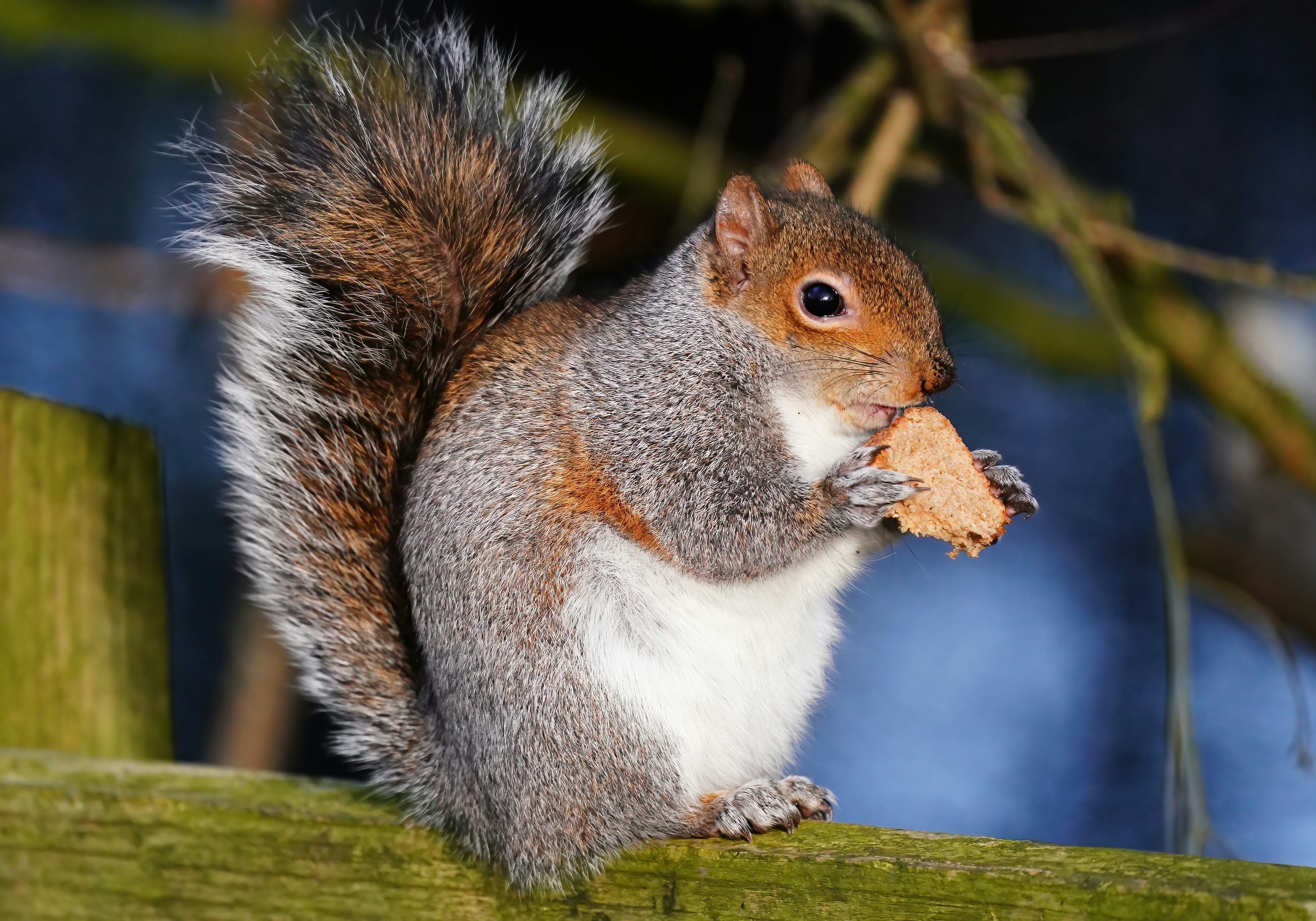 Foto Una ardilla comiendo un pedazo de comida en la rama de un árbol ...