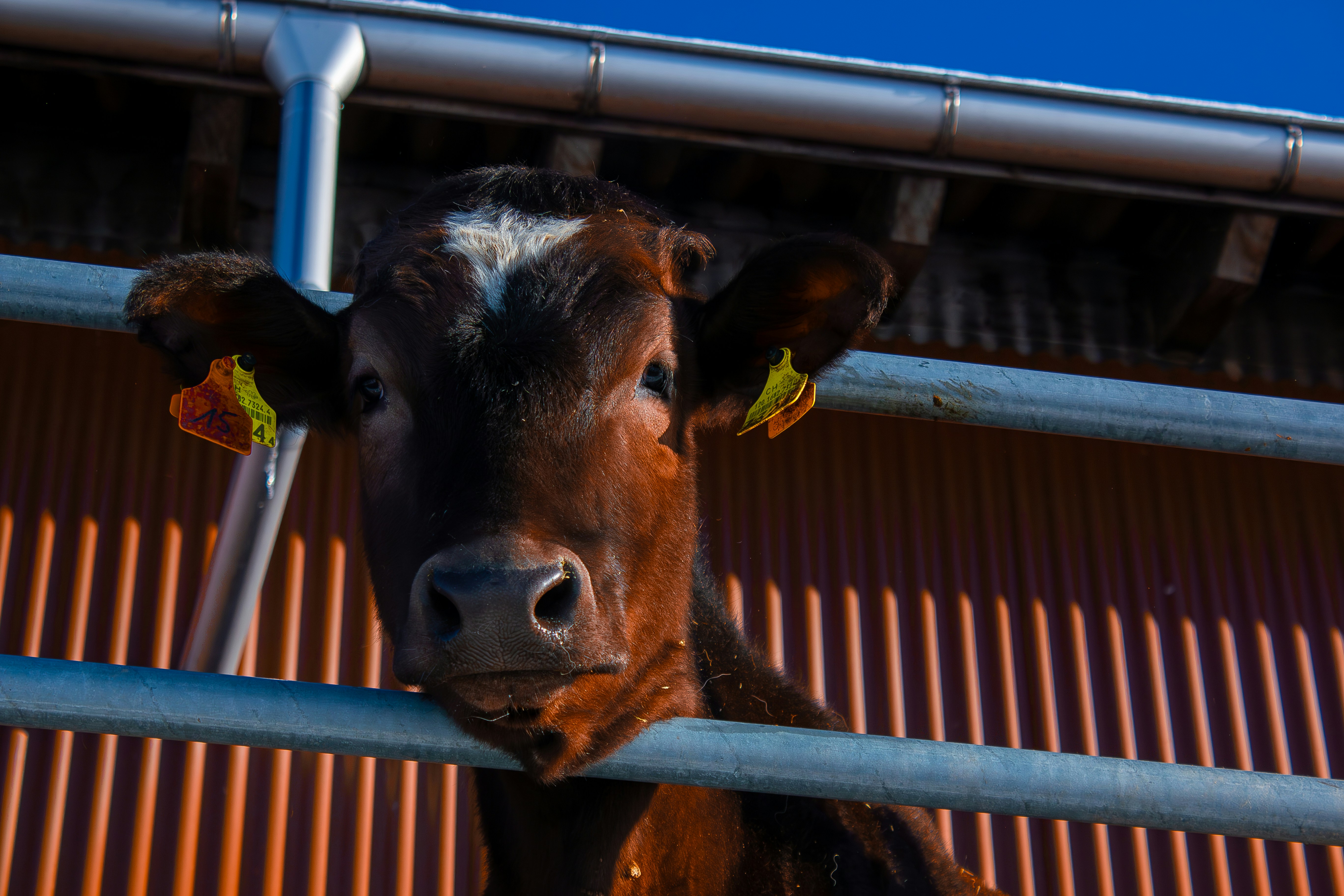 Curious Gaze Through Farm Rails: A Cow’s Portrait in Light and Shadow
