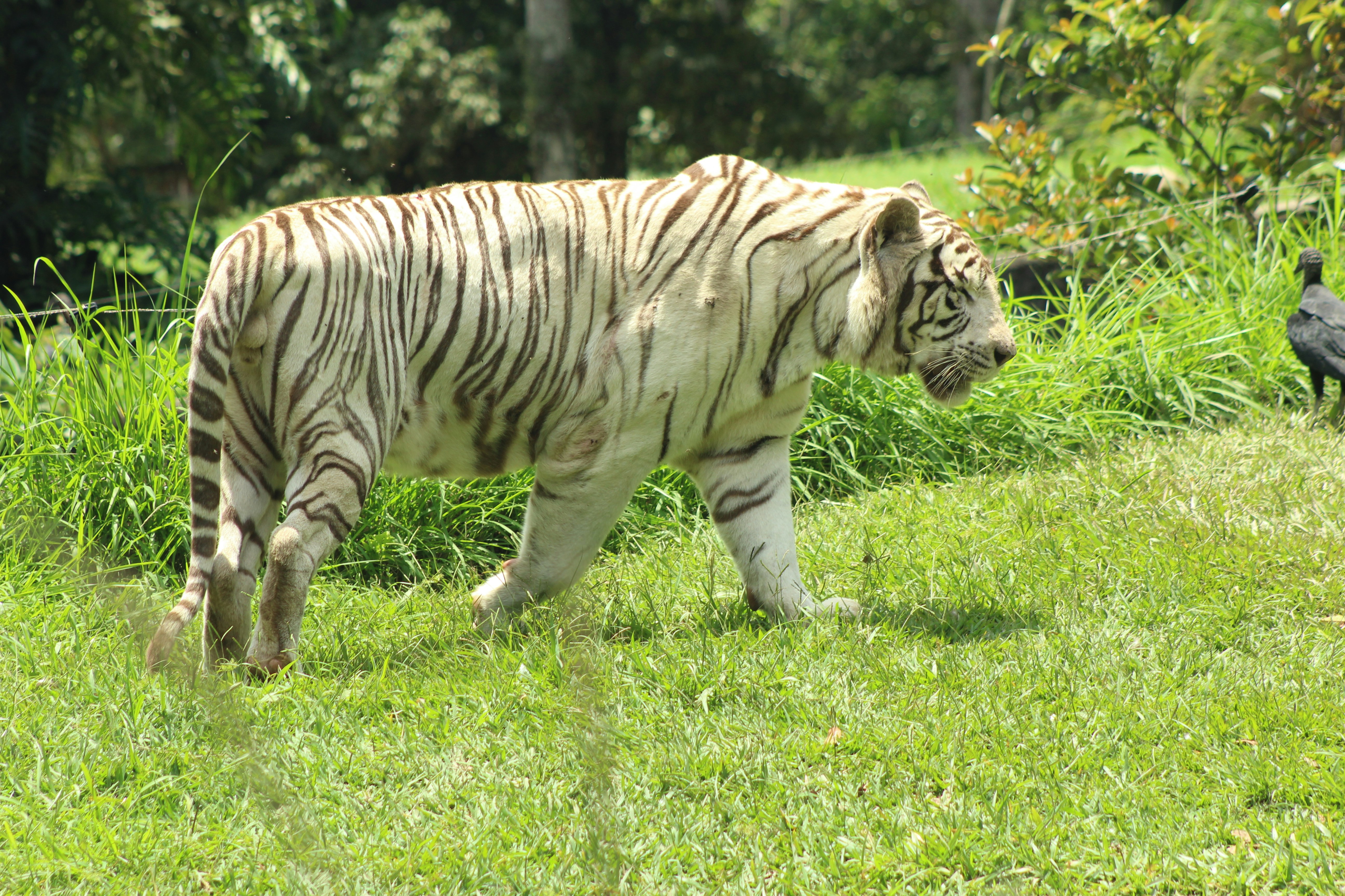 Sunlit Stripes: White Tiger on a Grassland Stroll