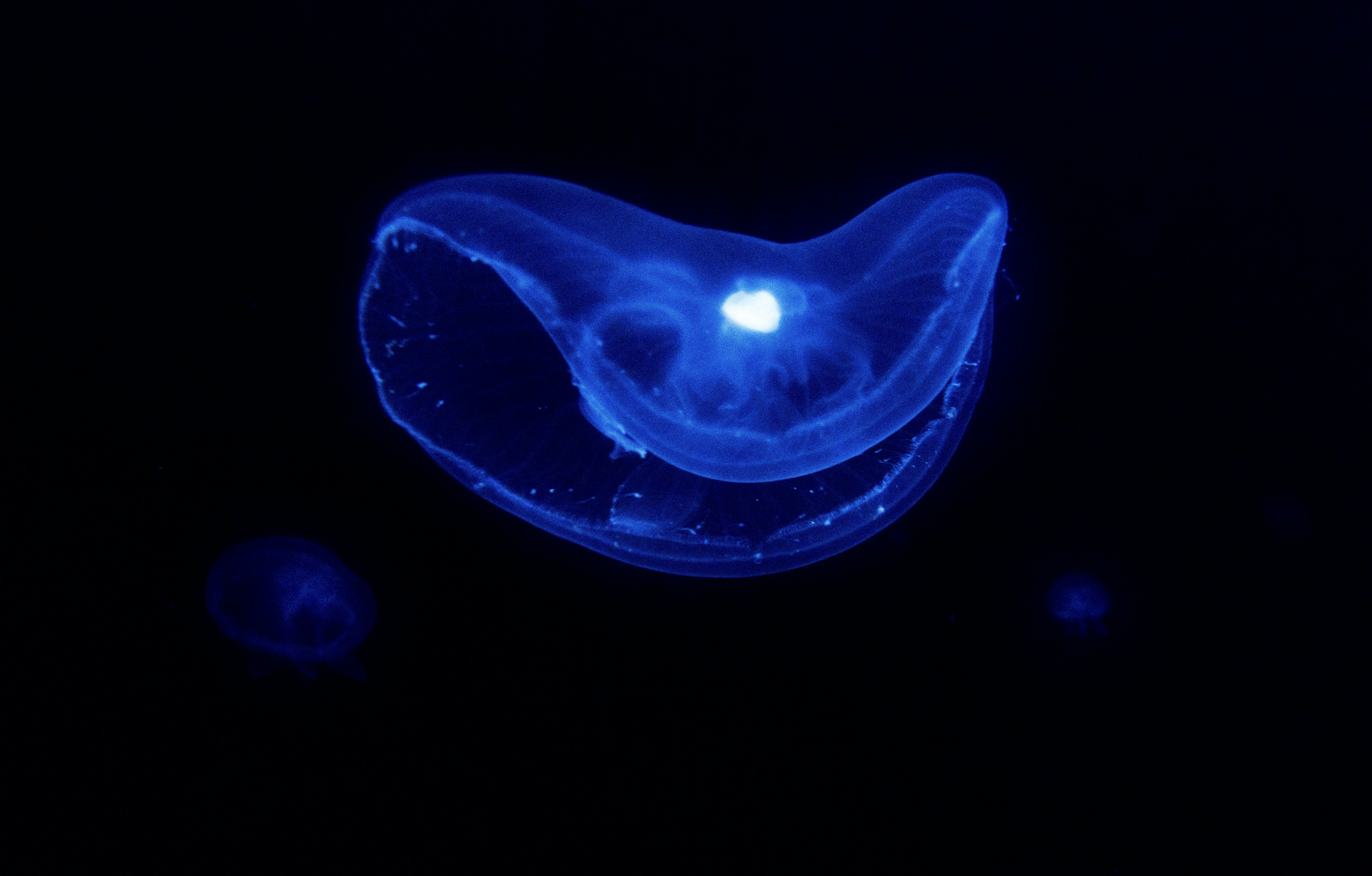 Electric-blue Crescent Drifting in Velvet Darkness