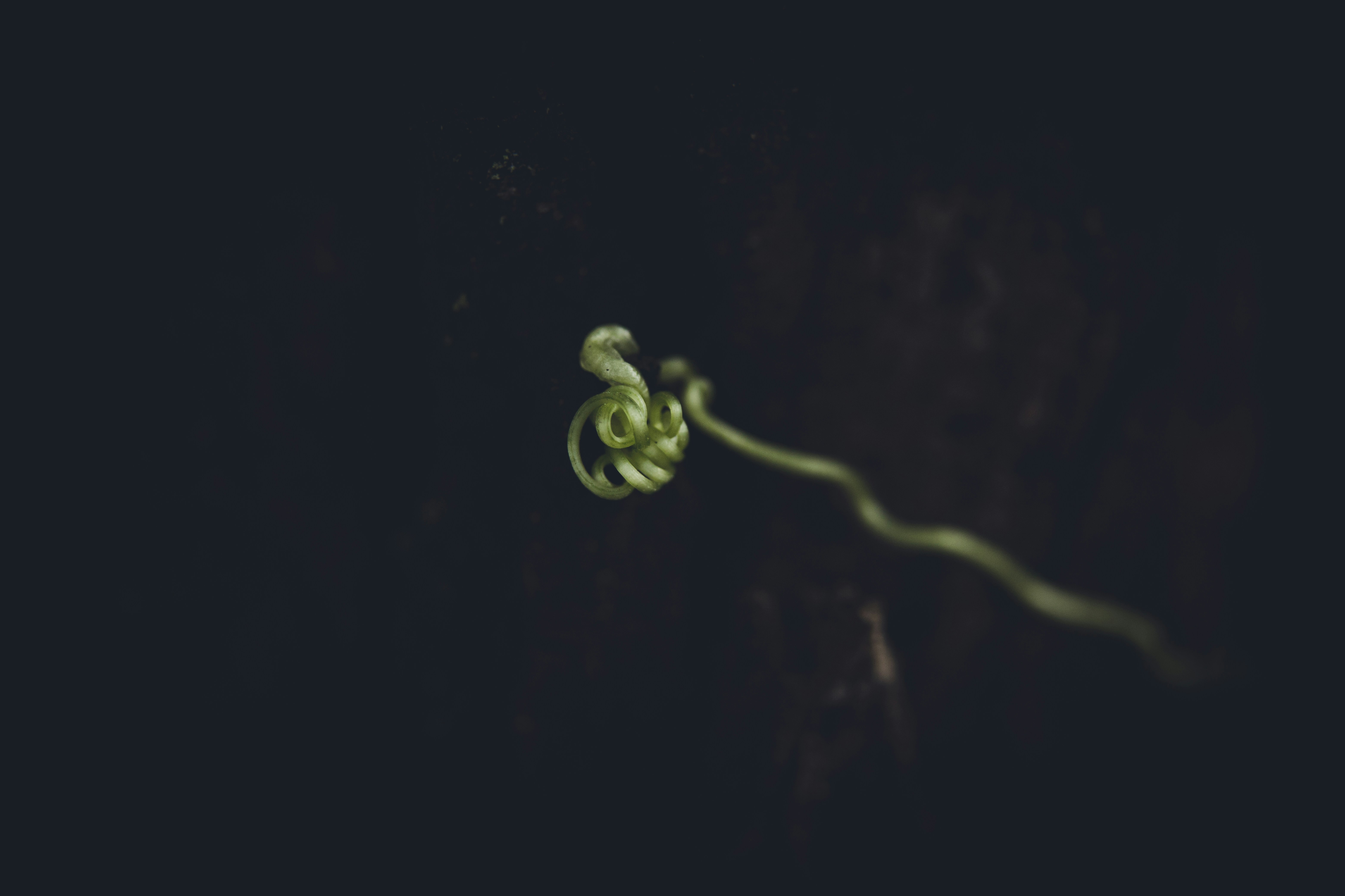 Emerald Coil in the Dark: A Minute Tendril Emerges