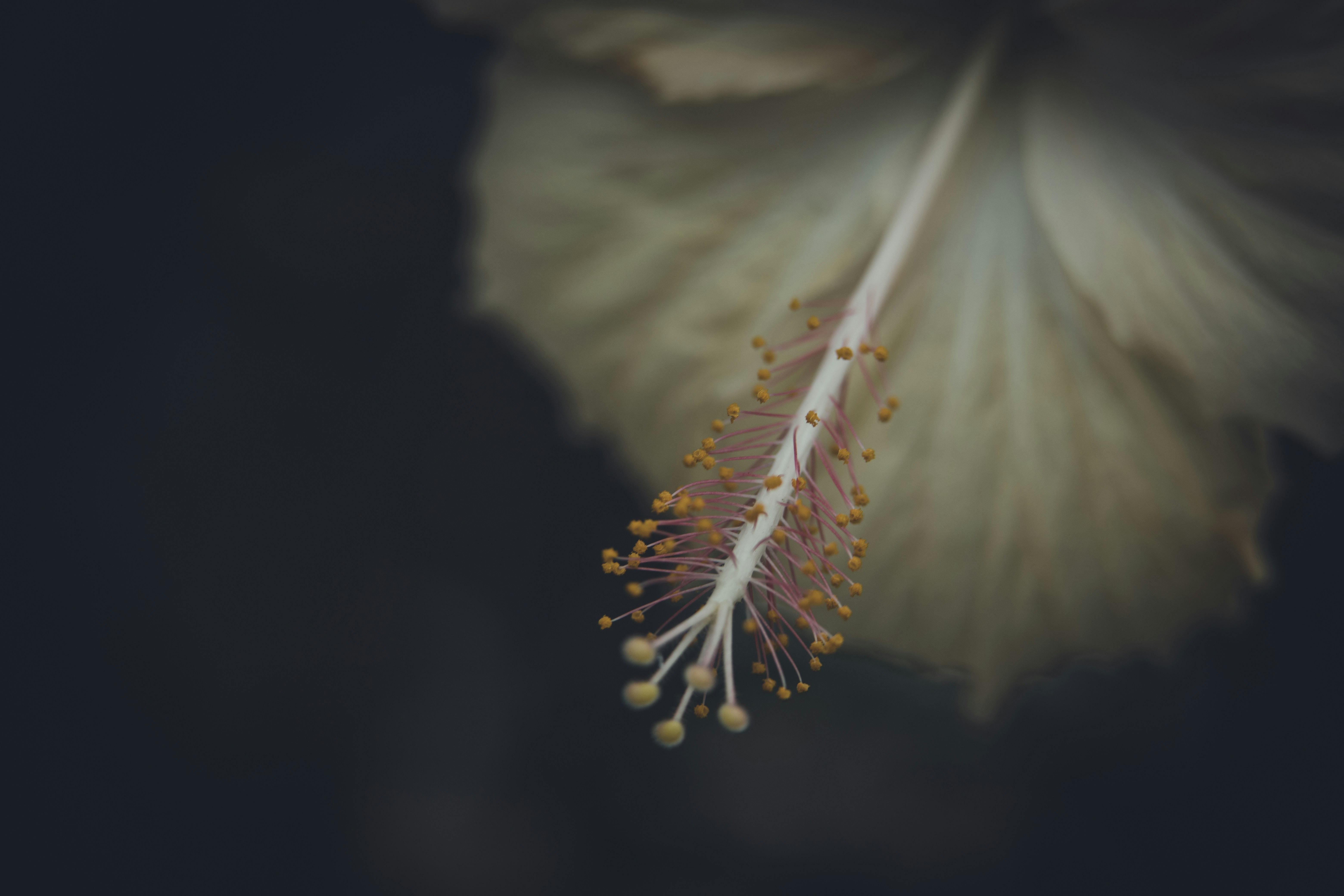 Velvet Dusk: a Hibiscus Stamen Reaches into Darkness