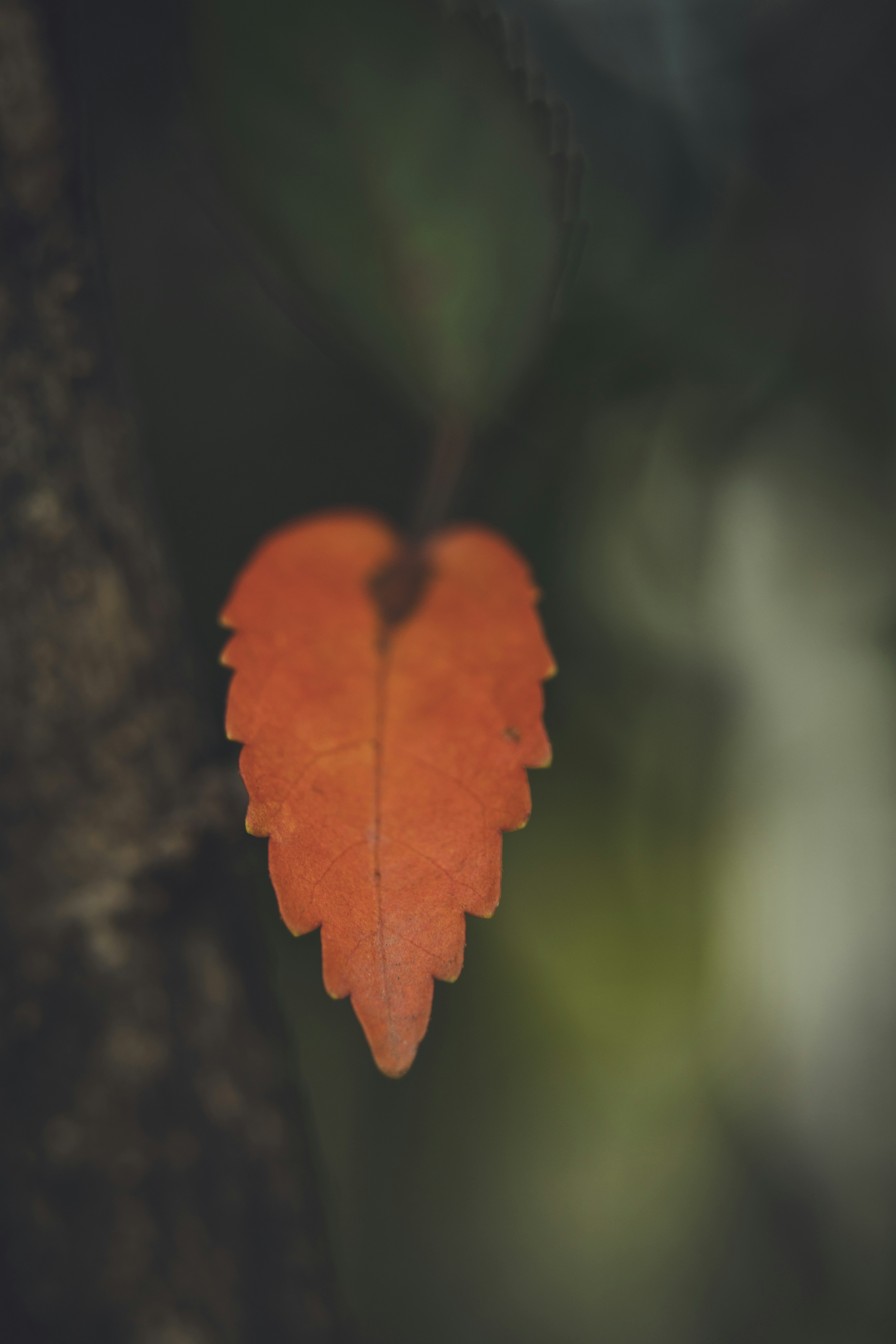 Ember Leaf in Velvet Green: a solitary autumn jewel in soft focus