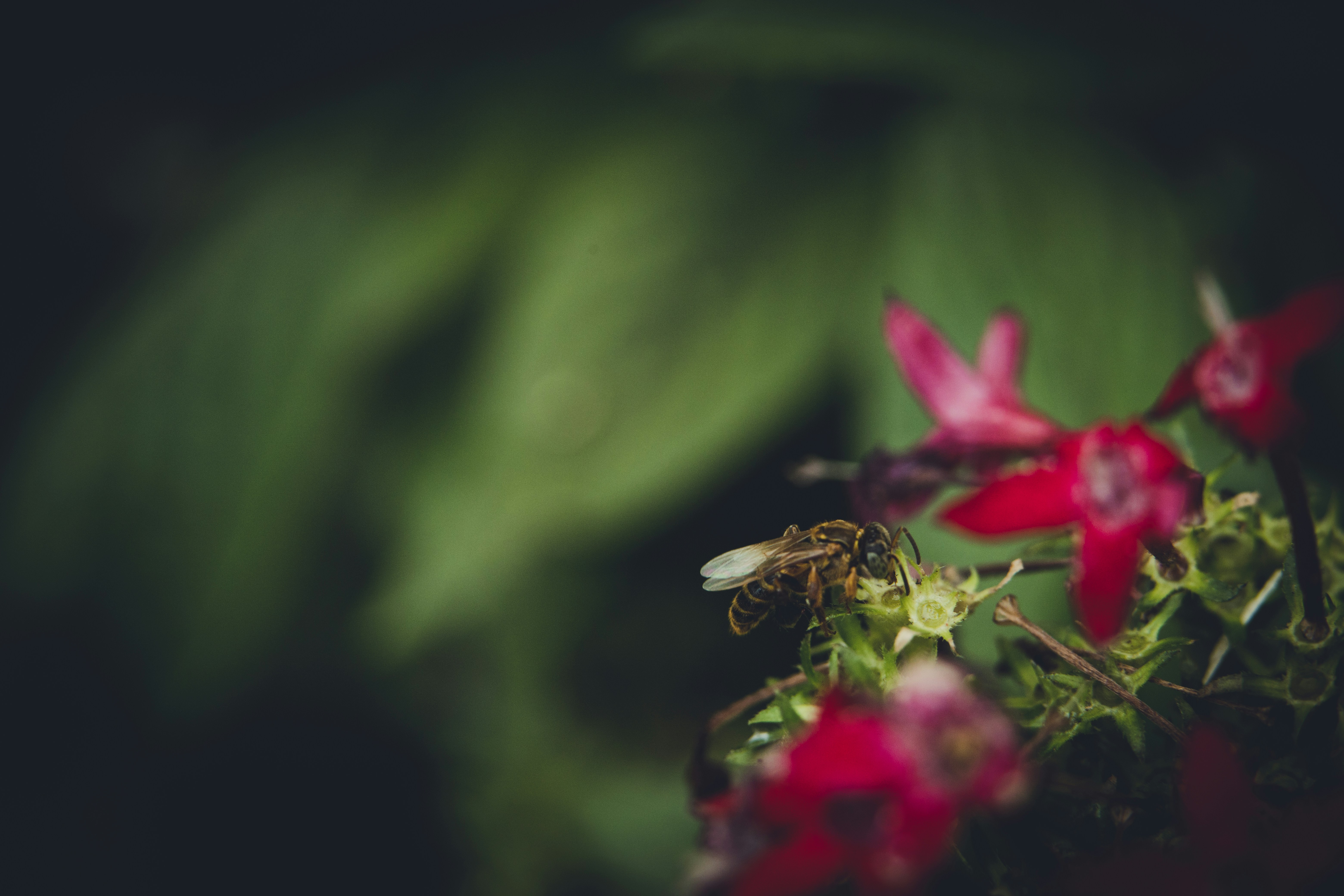 Bee on Pink Bloom in Velvet Night Macro