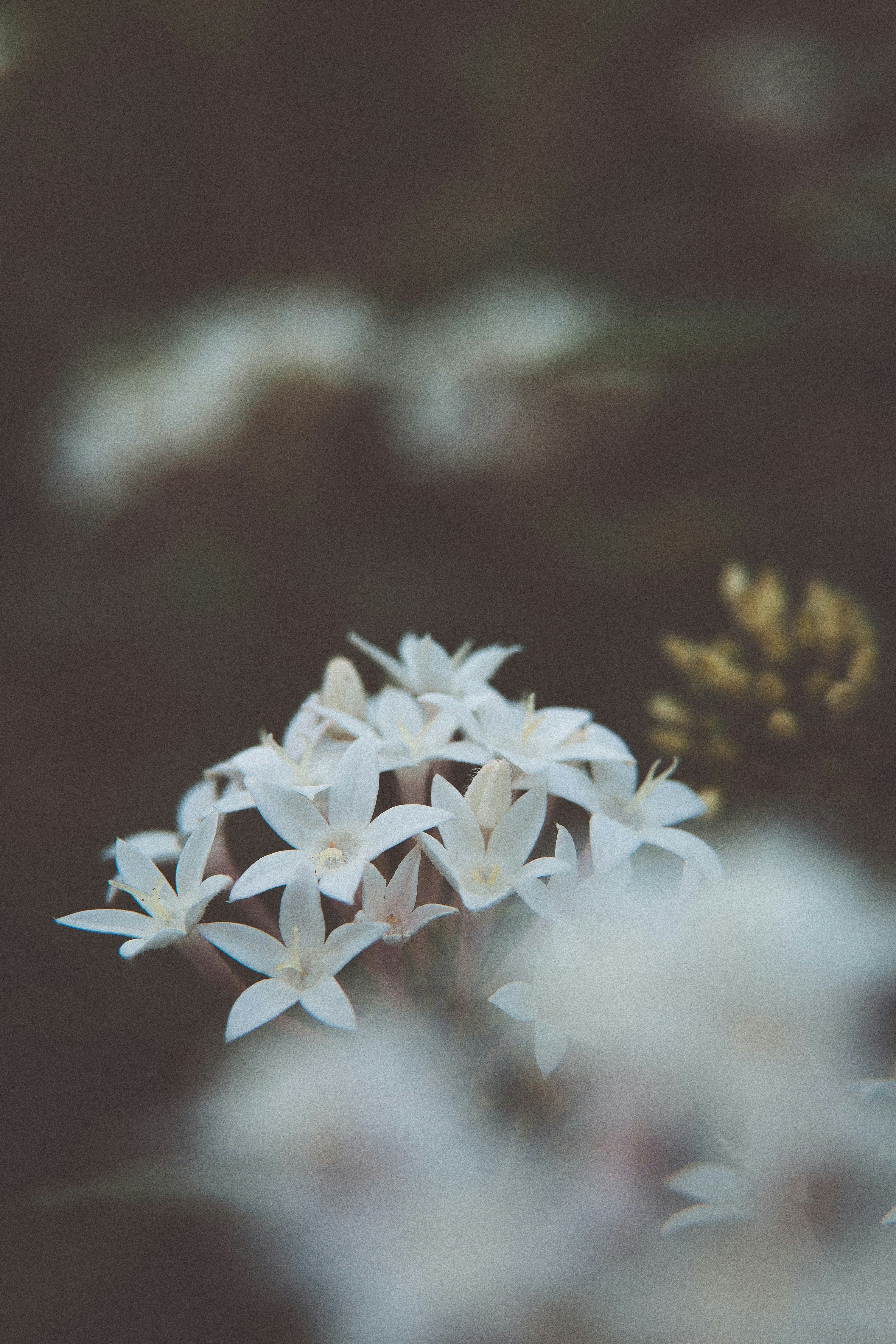 Soft Focus Jasmine: a Quiet Cluster in Velvet Tones