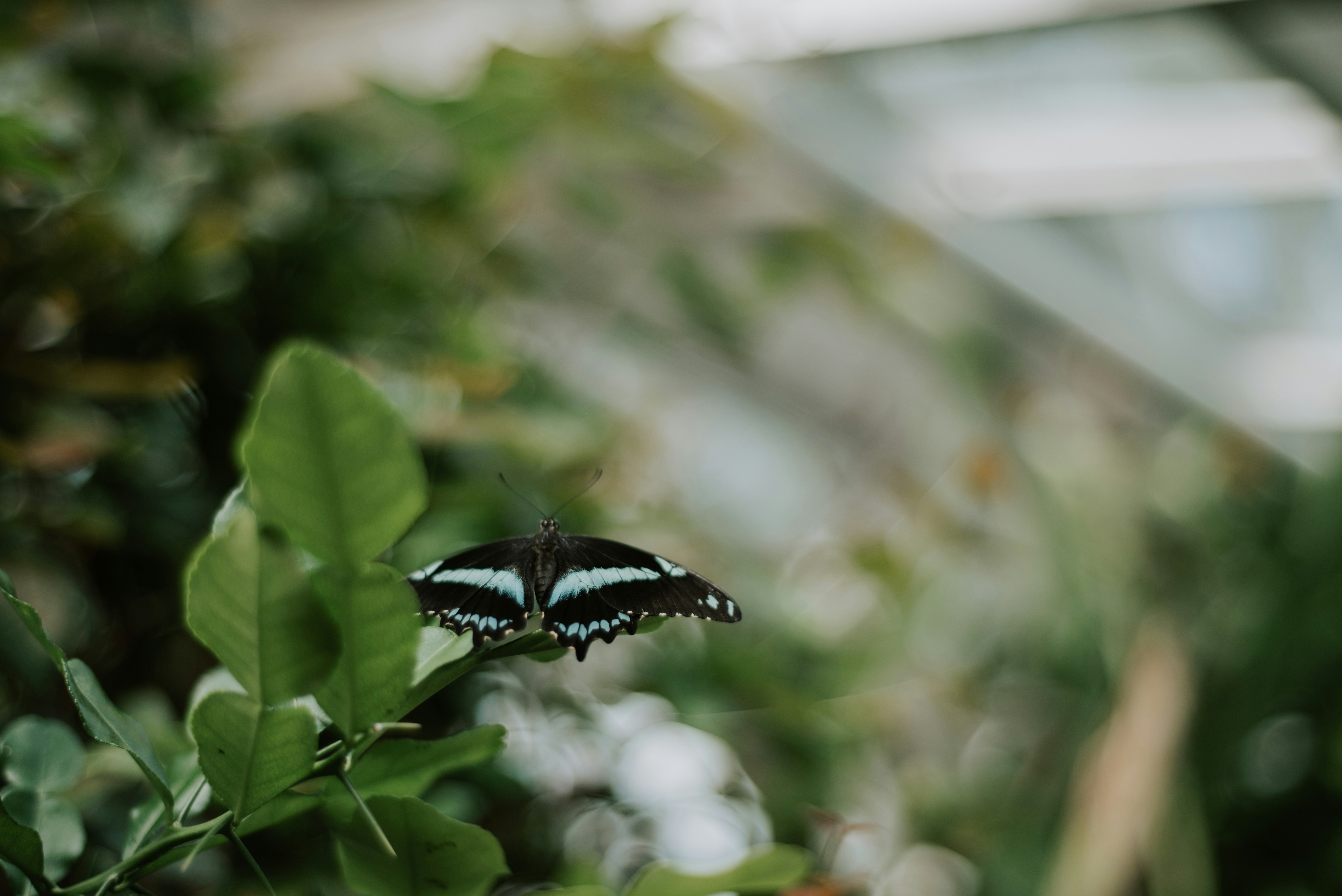 Whispers of Nature: The Butterfly's Dance