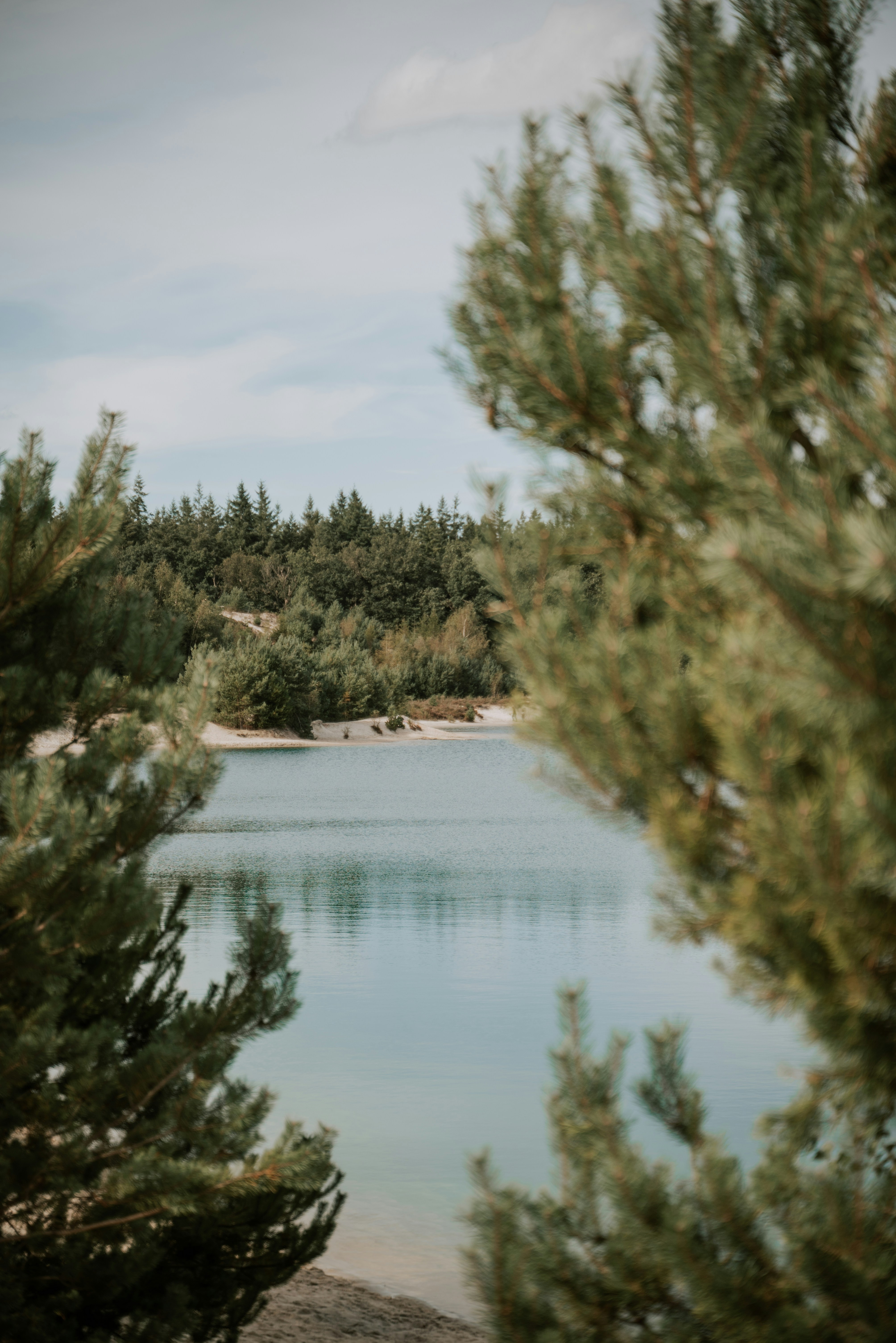 Serene Lake Framed by Pines