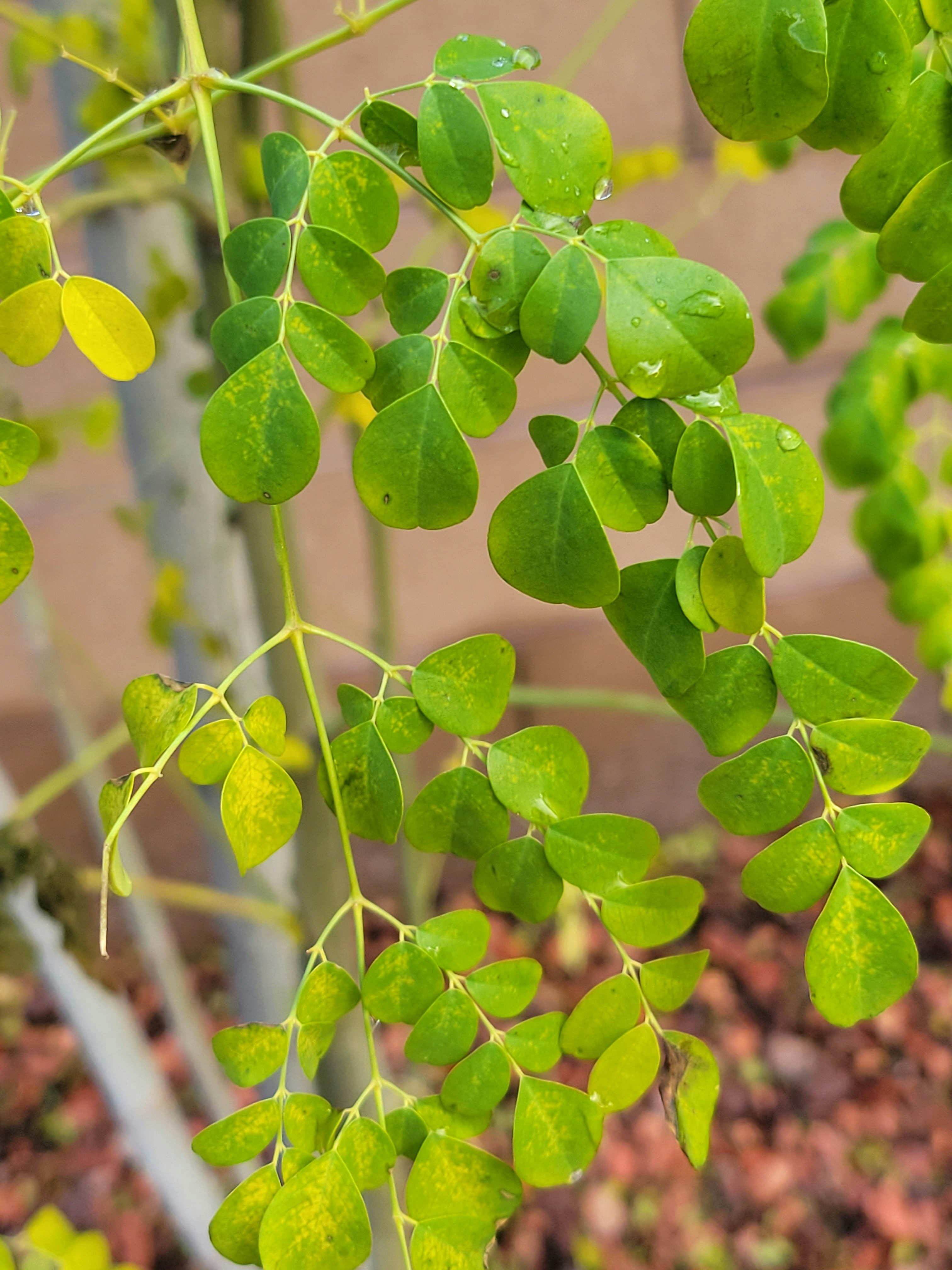 Photo by Haripriya K with Samsung Galaxy S21