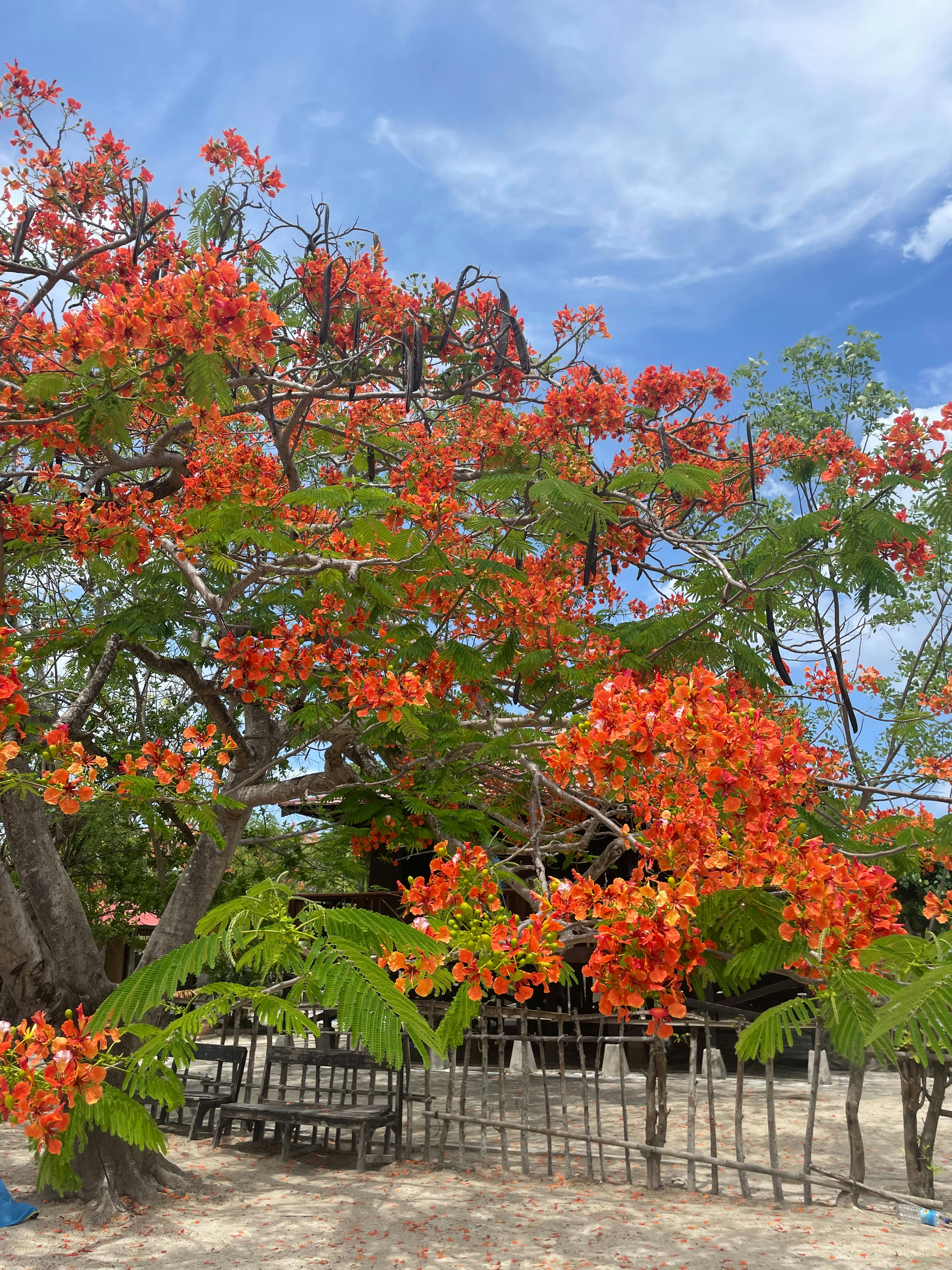 Foto Un árbol con flores rojas en un parque – Imagen Hoja gratis en ...