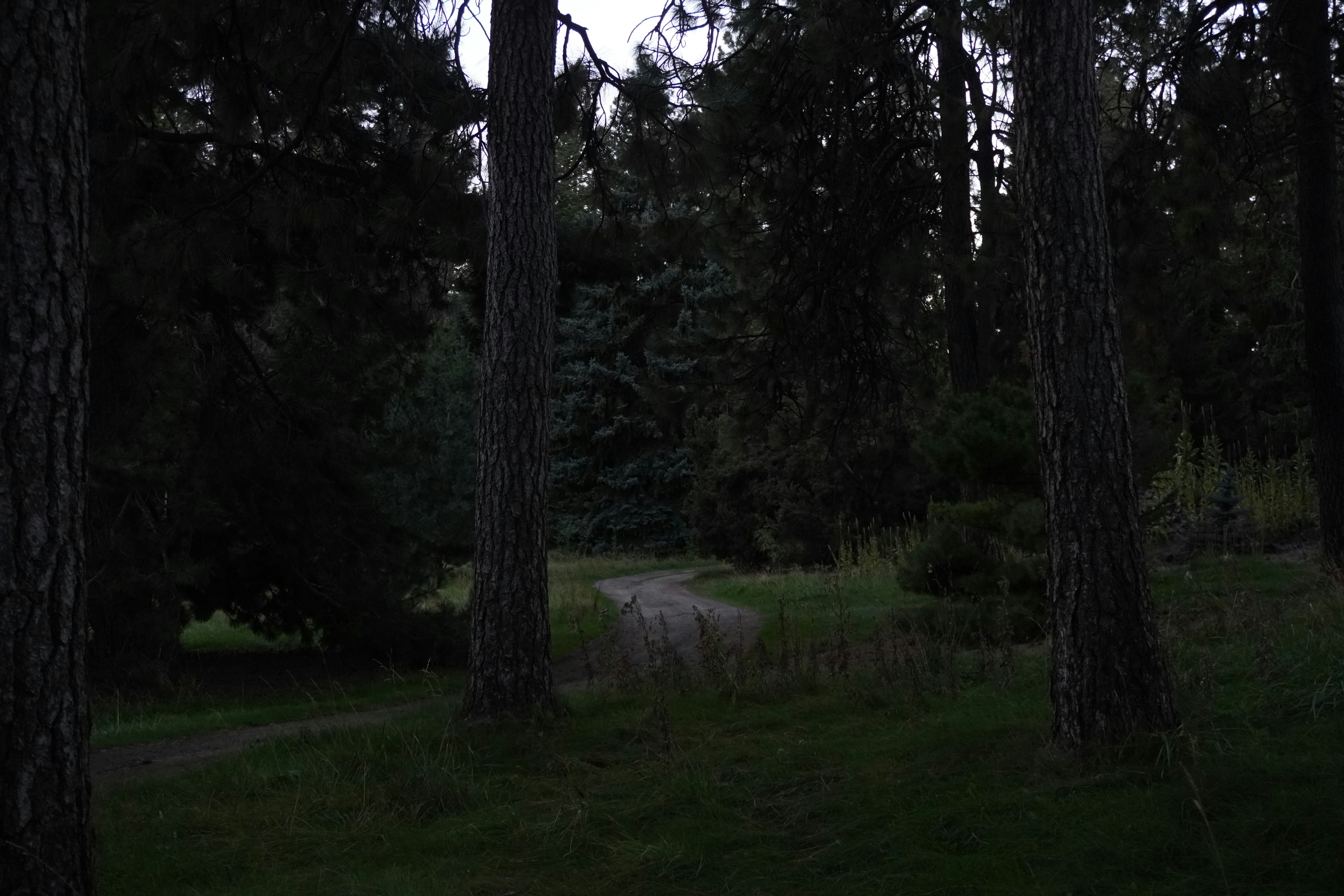 Shadowed Pines and a Hidden Trail: A Quiet Forest Walk
