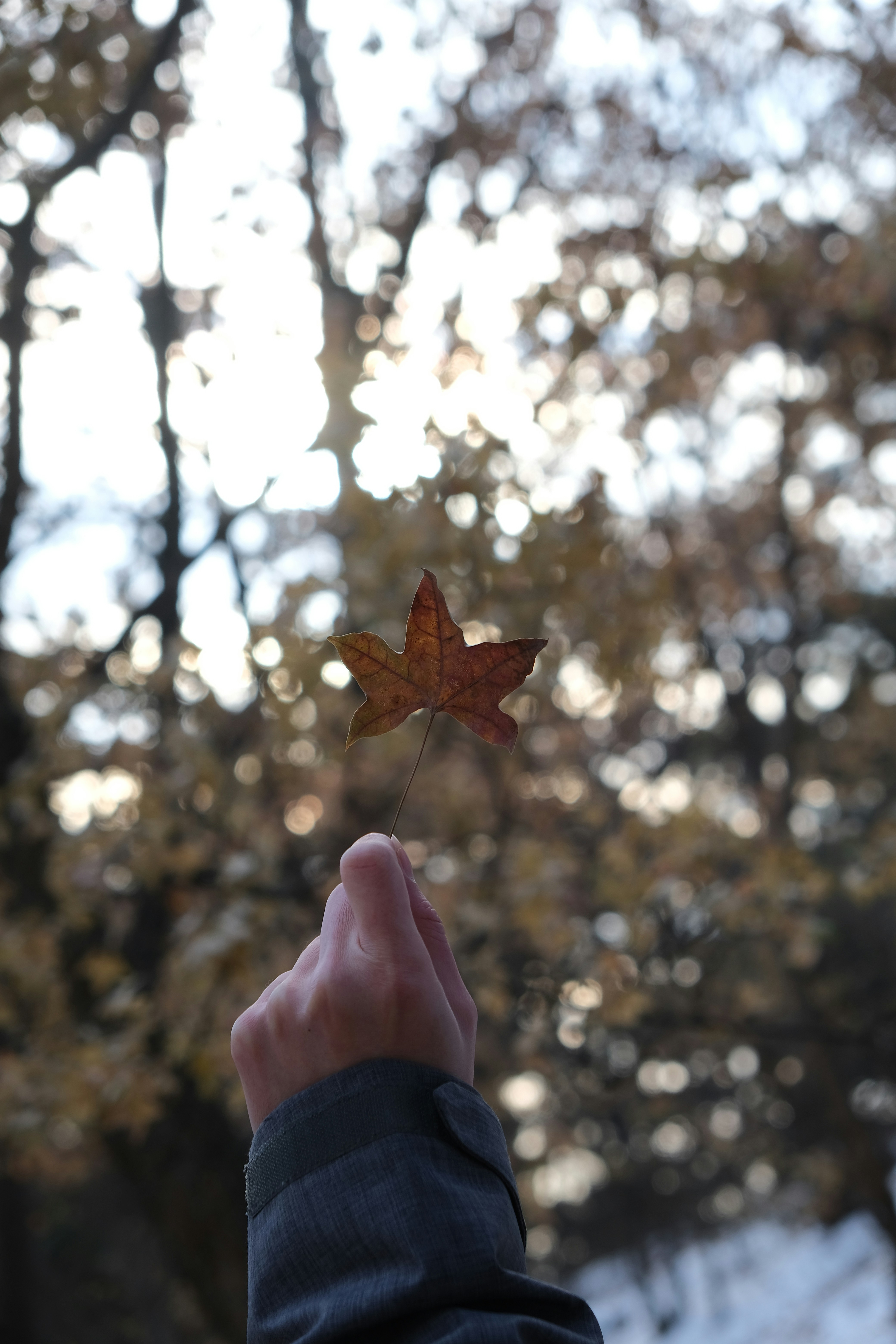 One maple leaf held high against a sunlit autumn canvas