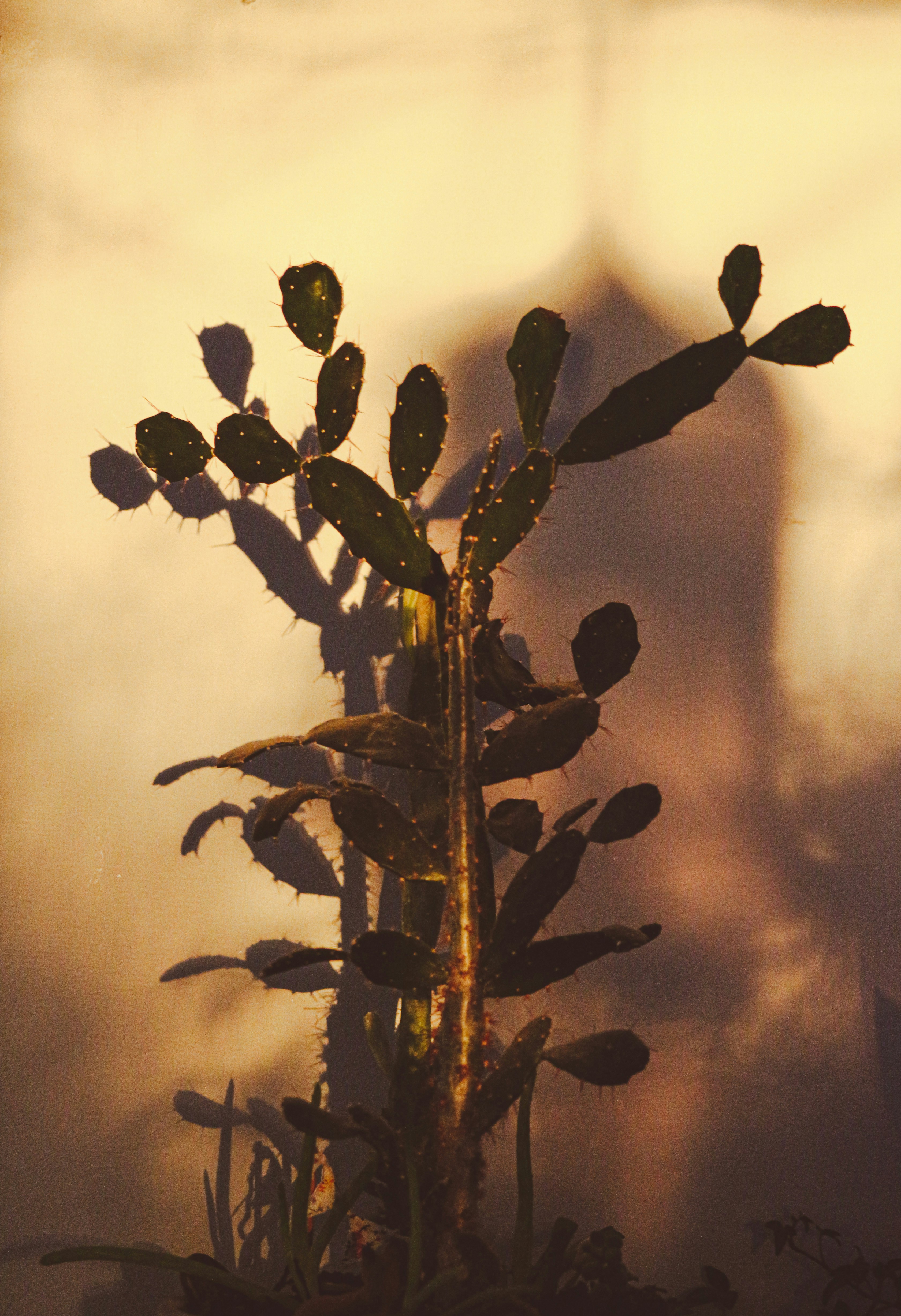 Amber Backlight Through Frosted Glass: Close-Up of a Desert Plant