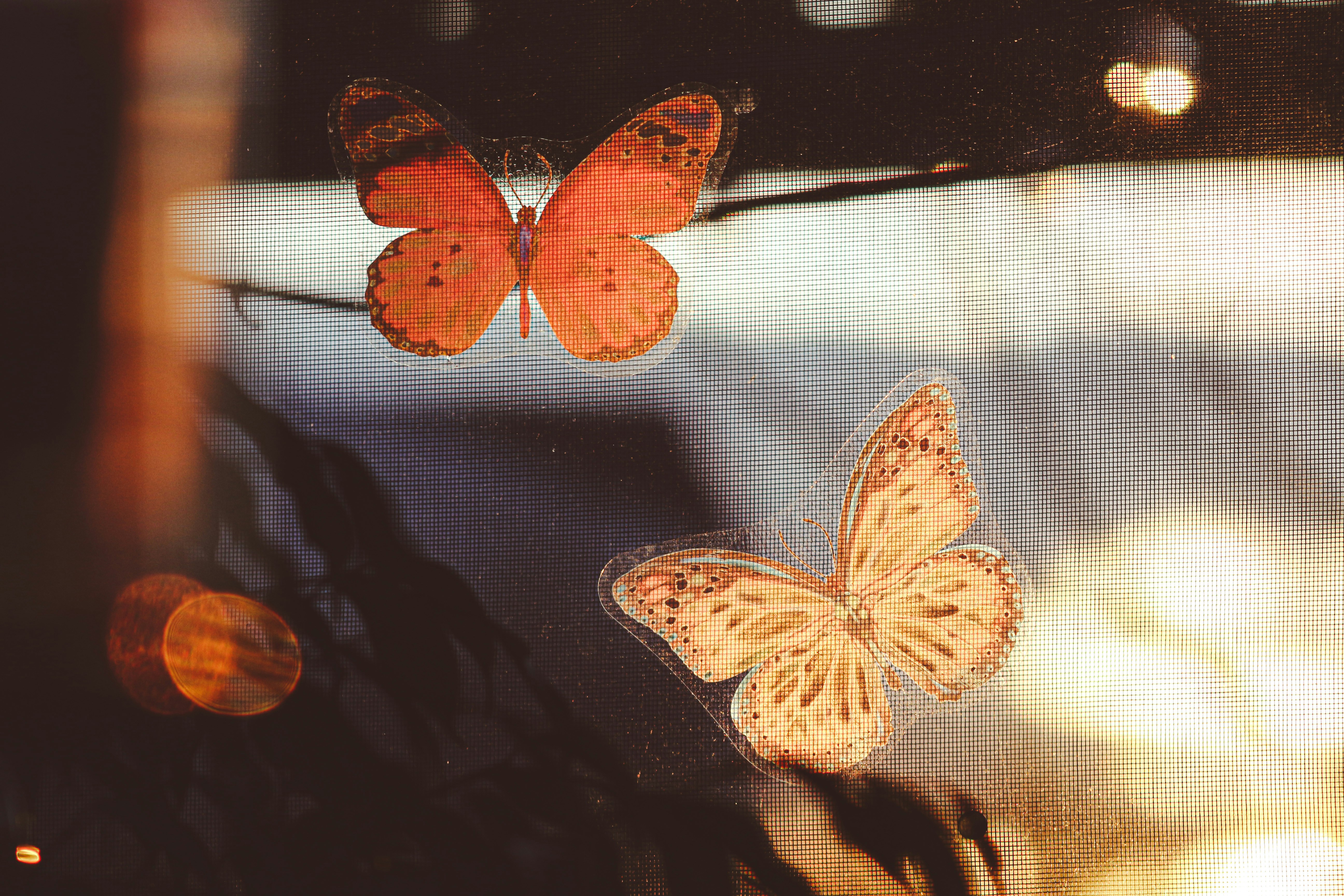 Amber Wings Framed by a Glass Screen and Warm Bokeh