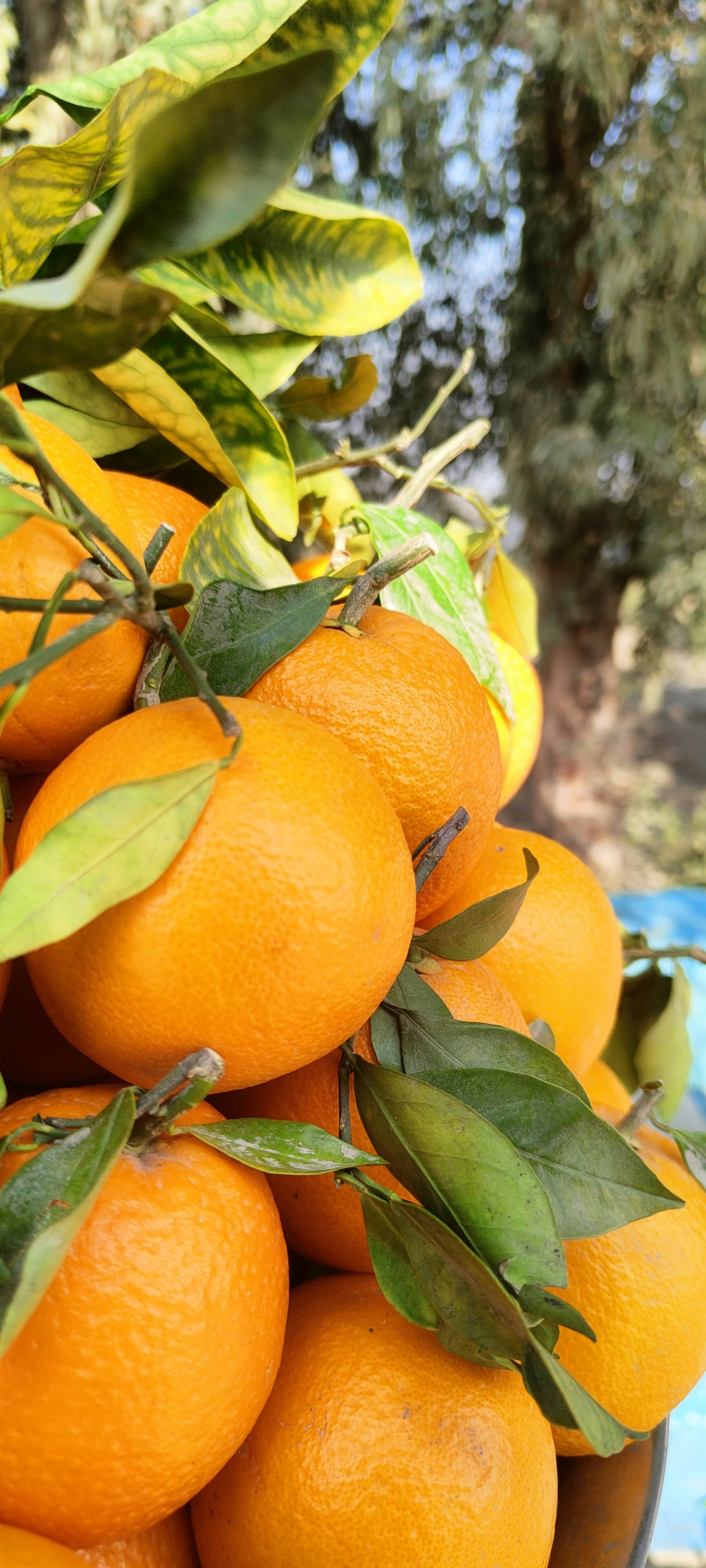 Close-up photograph of ripe oranges with green leaves on a branch, filling the frame.