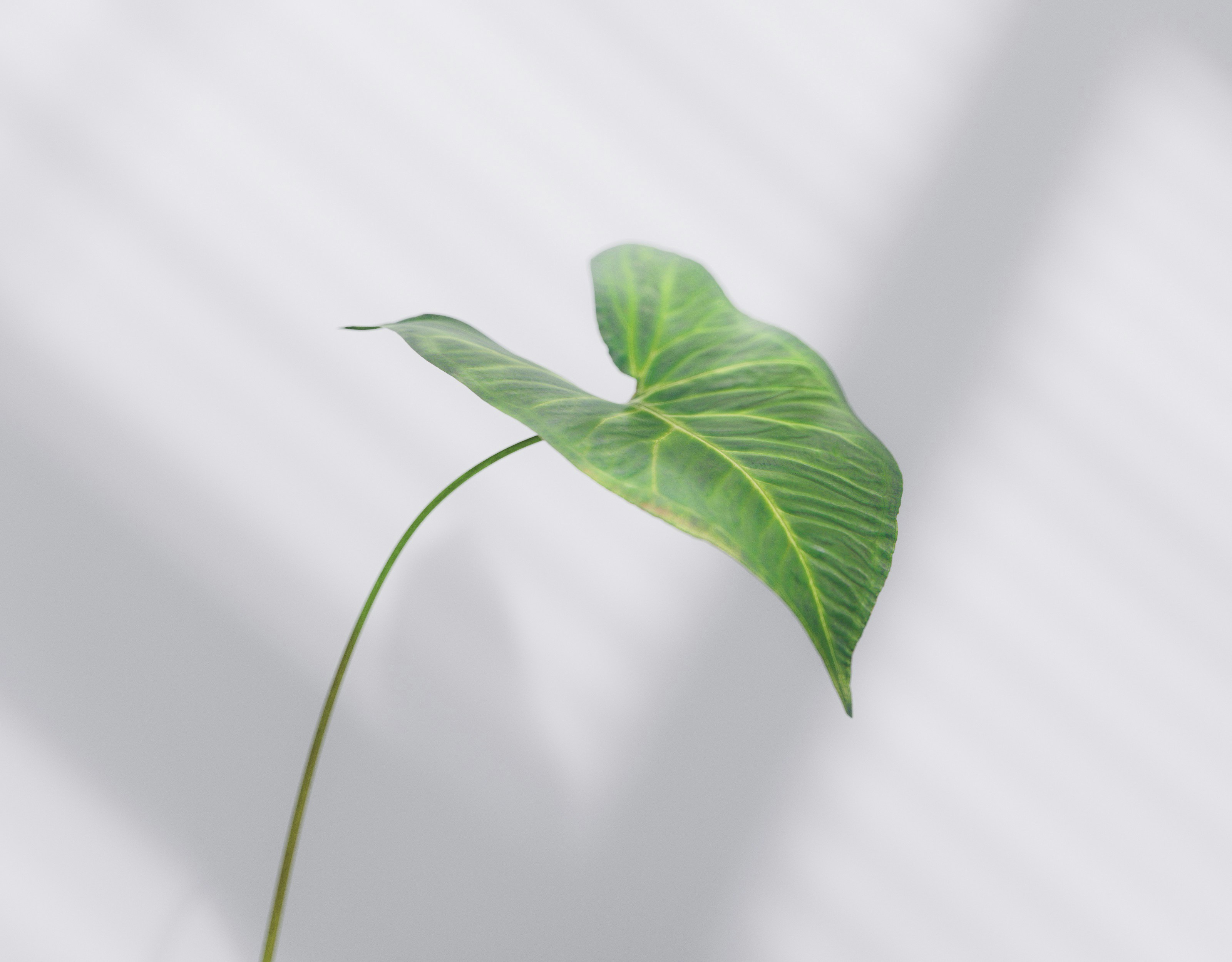 A green plant with a long thin stem photo – Free Digital image Image on ...