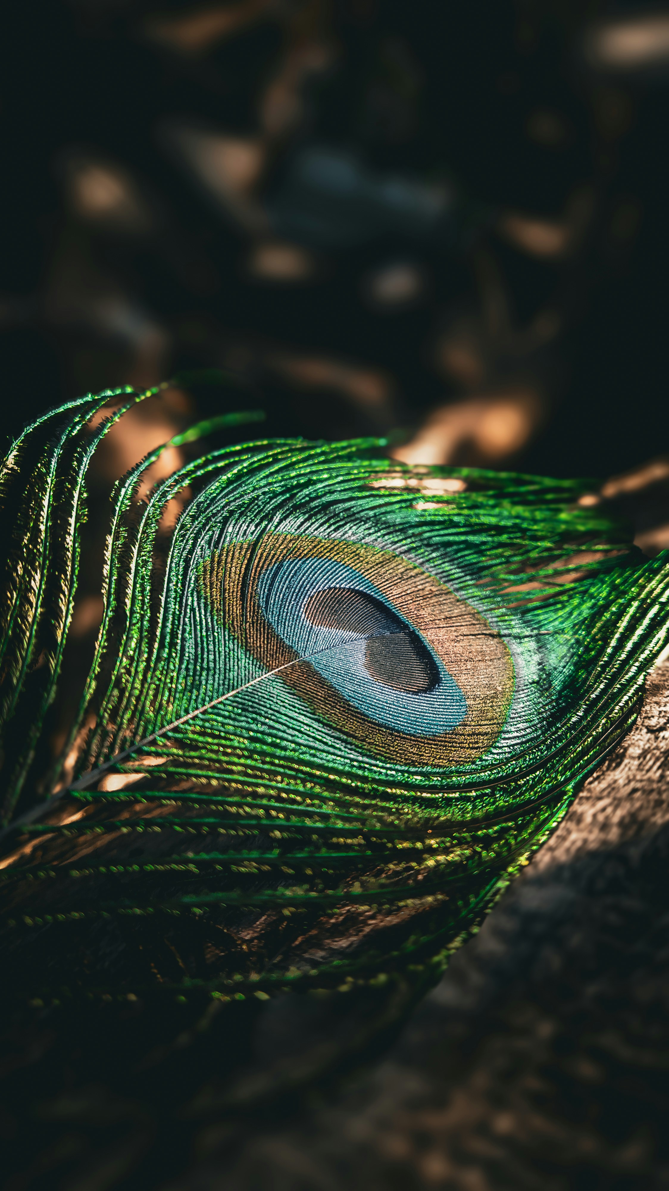 Iridescent Focal: Close-Up of a Peacock Feather's Eye in Shadow