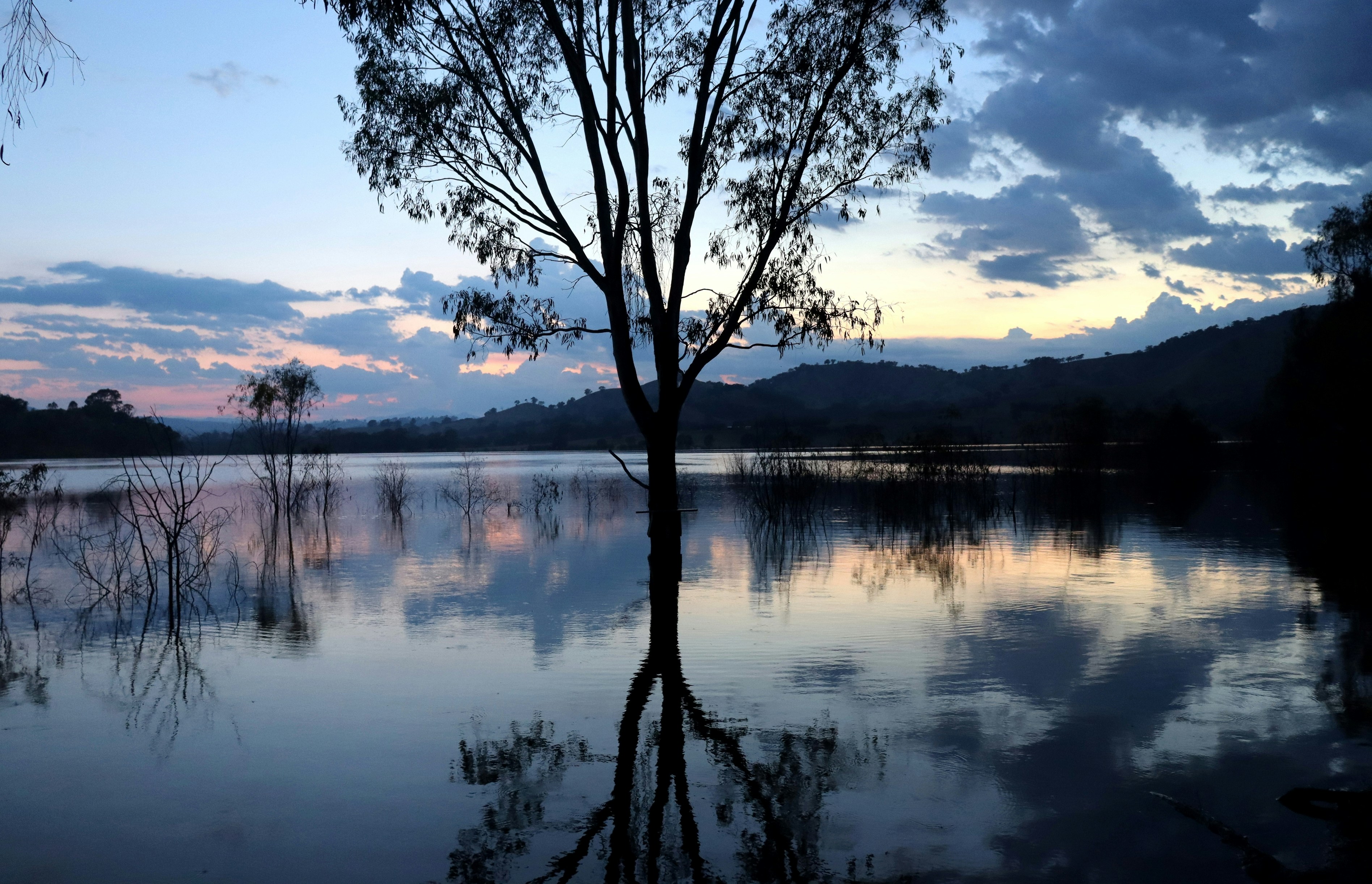 A tree that is standing in the water photo – Free Lake eildon Image on ...