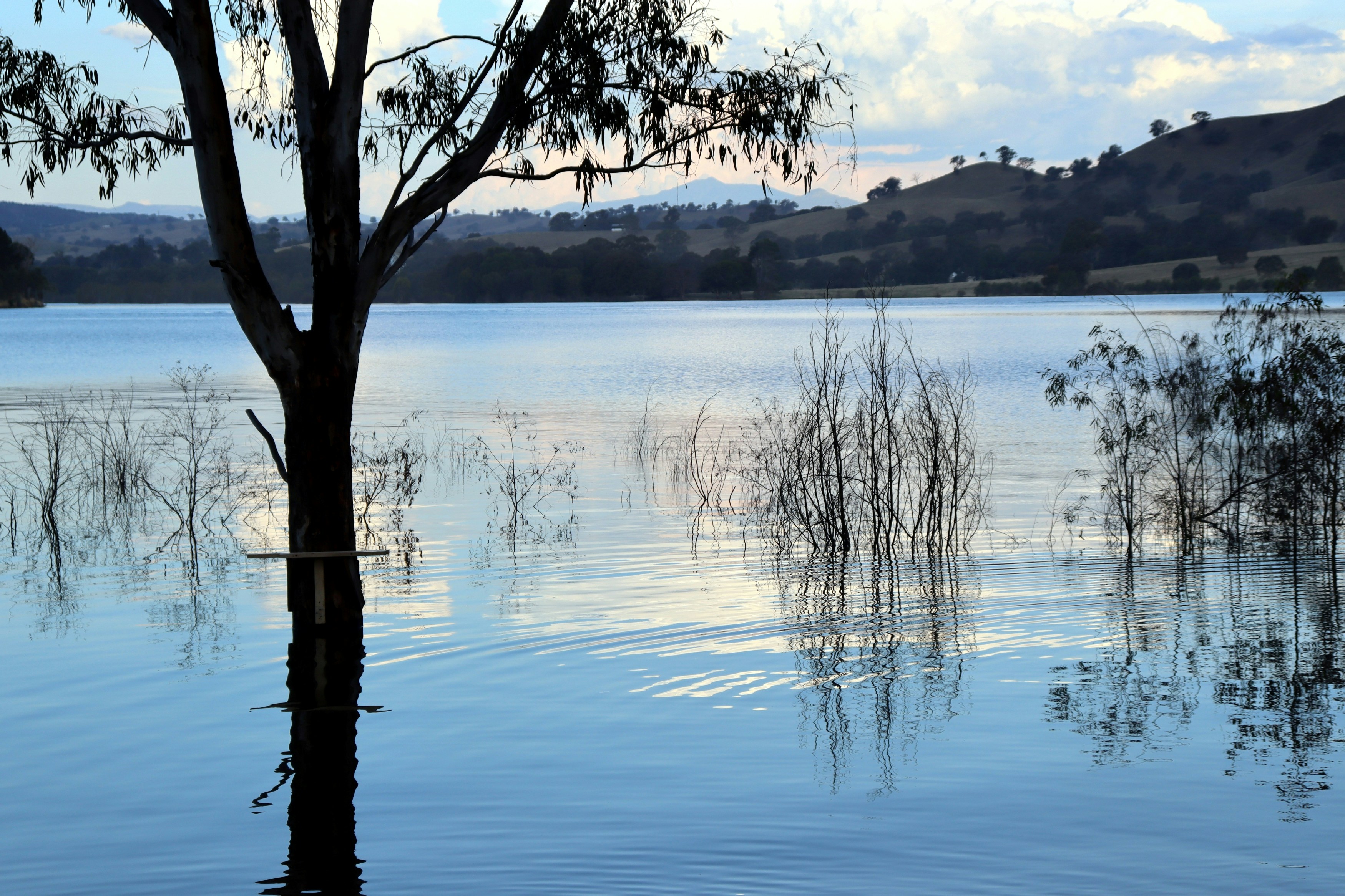A tree in the middle of a body of water photo – Free Lake eildon Image ...