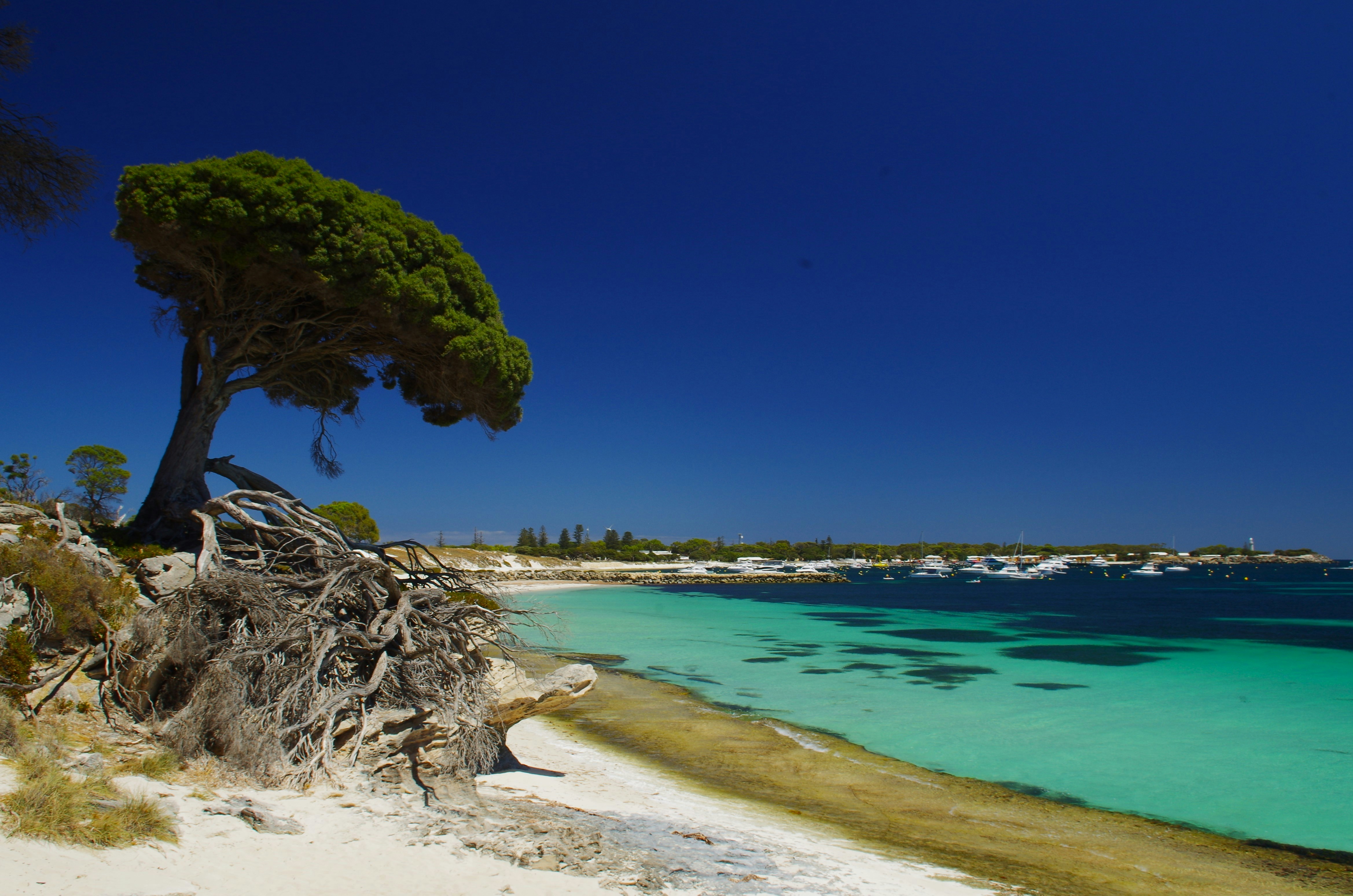 A tree that is on the side of a beach photo – Free Rottnest island wa ...