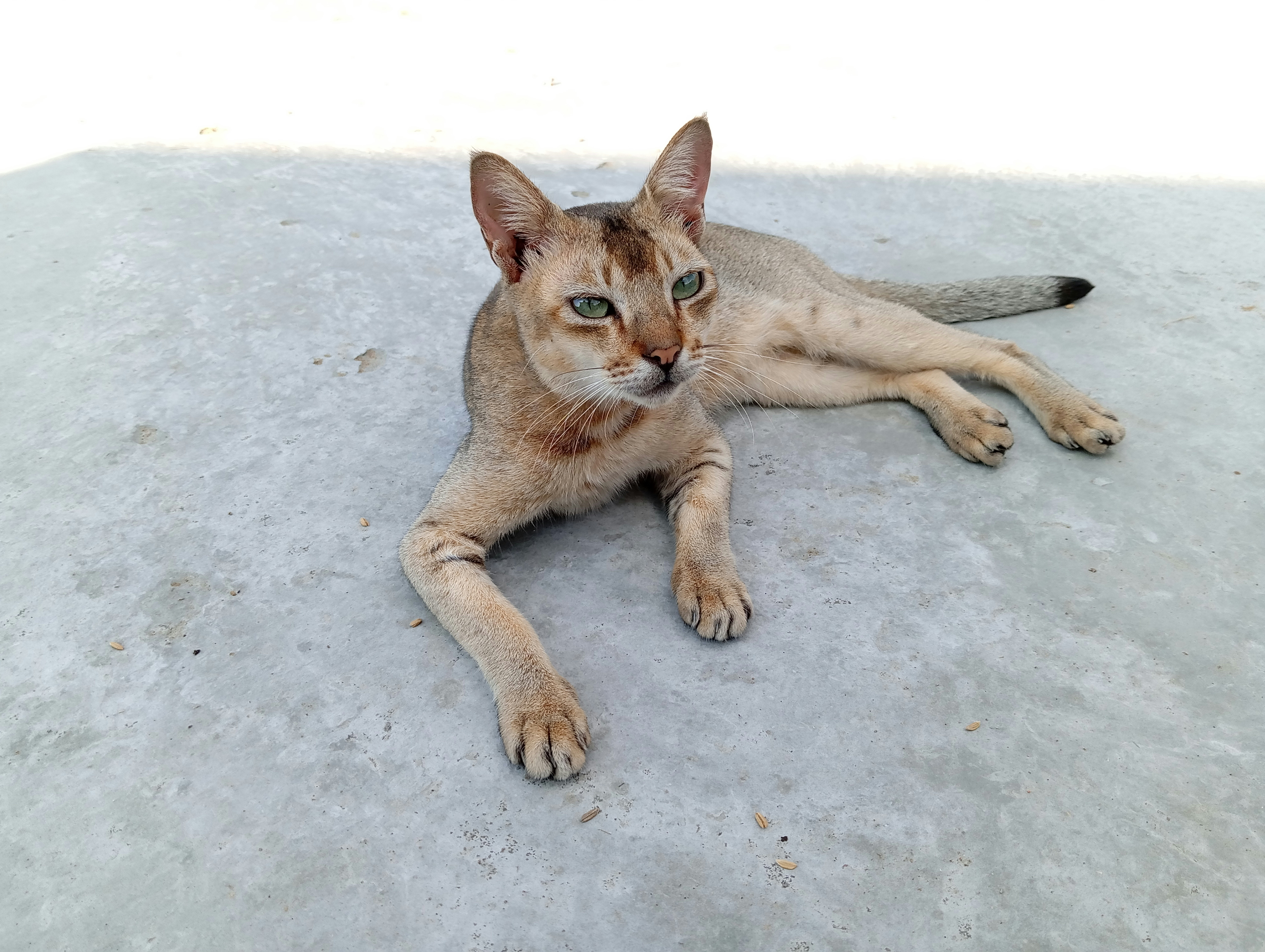 A light-brown cat with green eyes lounges on a sunlit concrete surface.