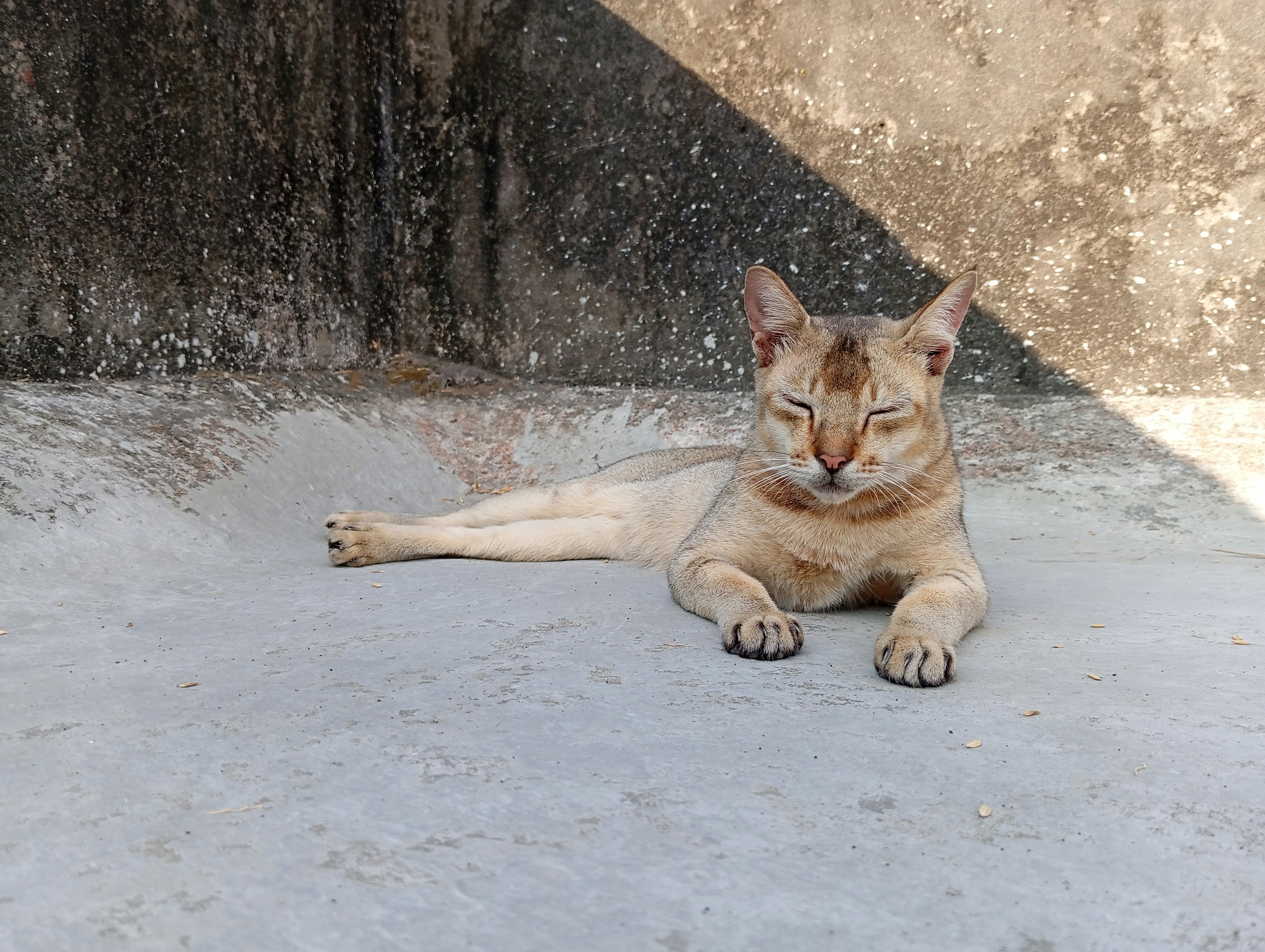 Foto Un gato que está tumbado en el suelo – Imagen Gato gratis en Unsplash