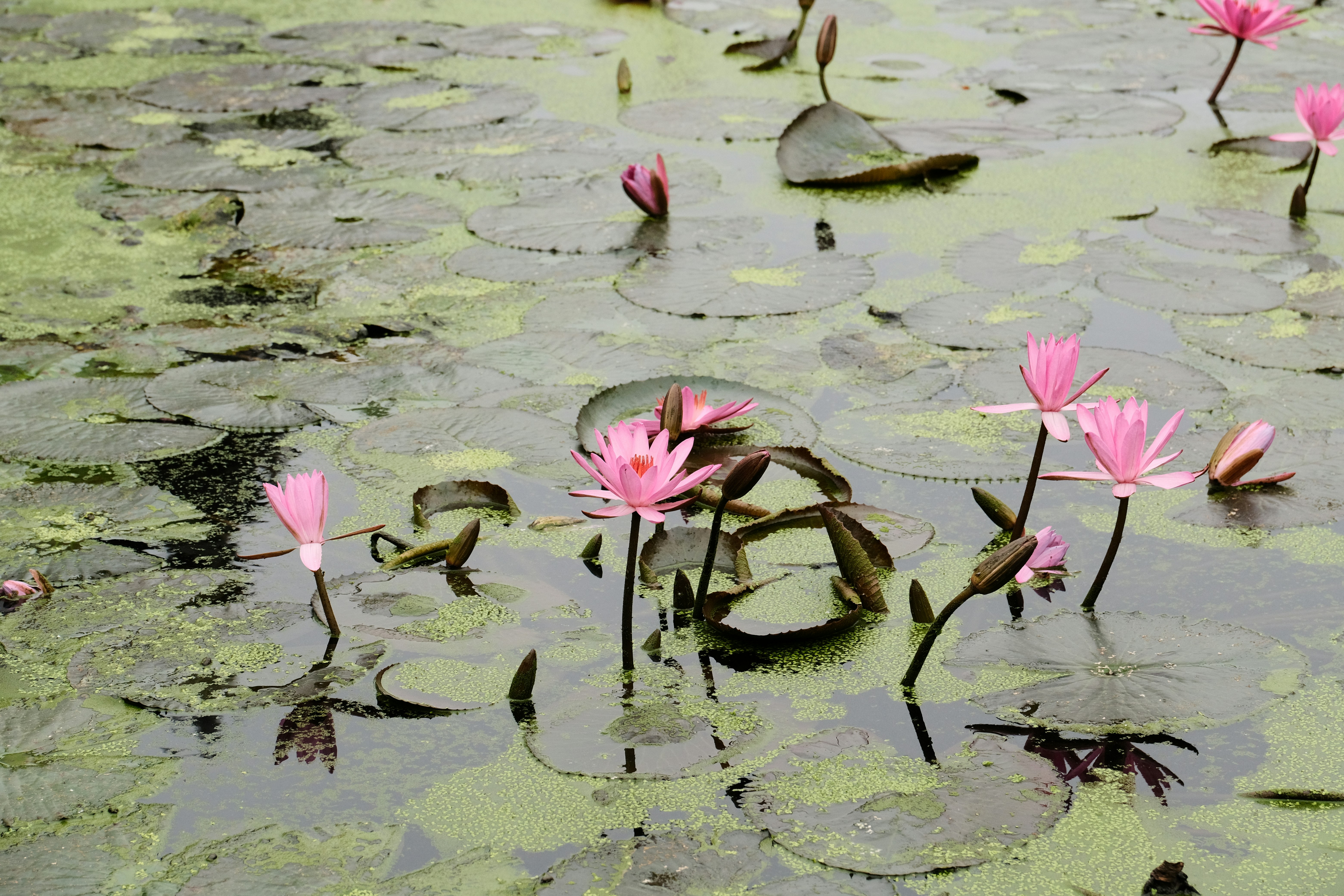 Photo by Duc Van with Fujifilm X-T30 II