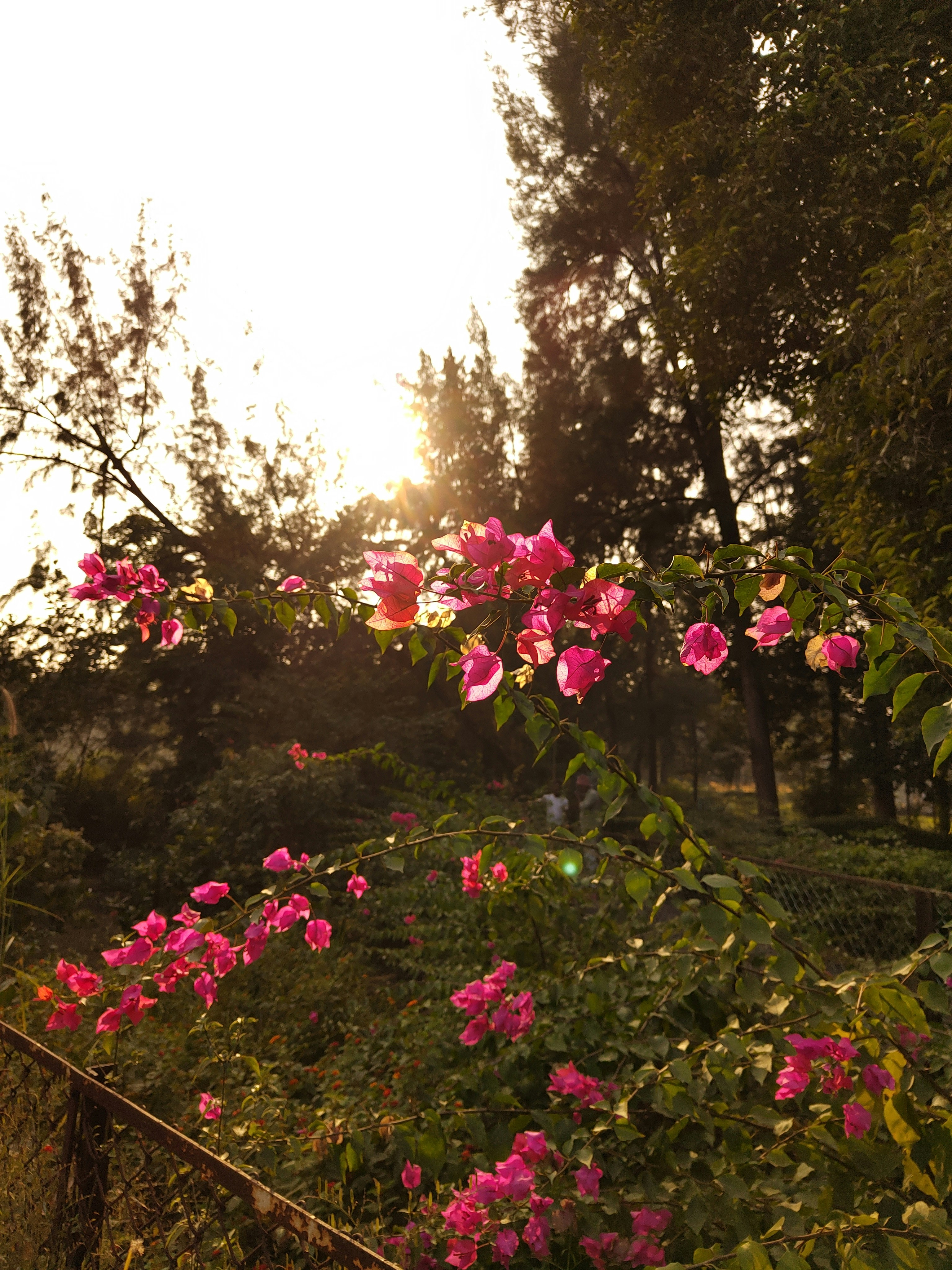 Sample photo from Nothing Phone 1