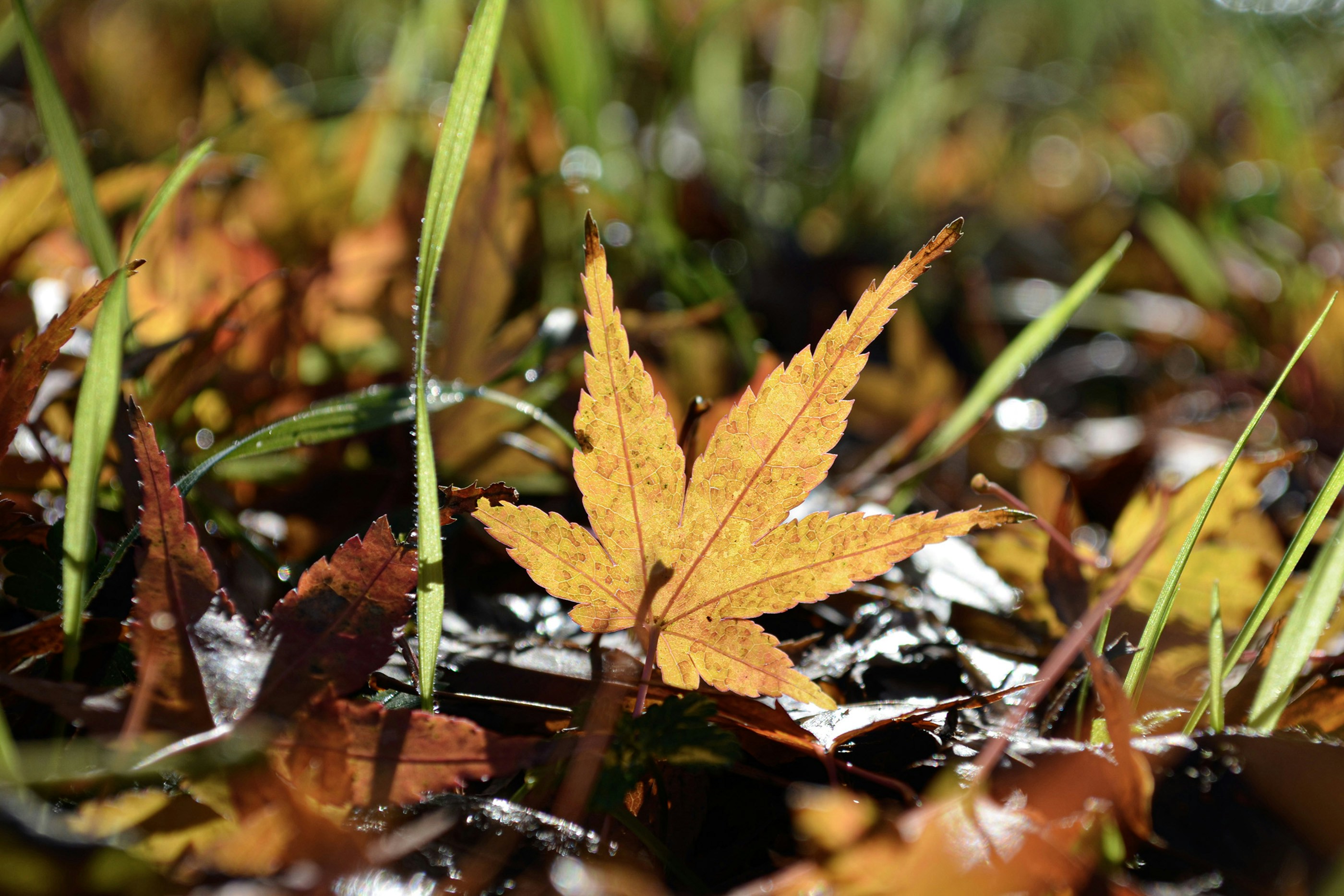 Vibrant maple leaf resting among fallen foliage and grass, illuminated by soft sunlight. The scene captures the essence of autumn's transition.