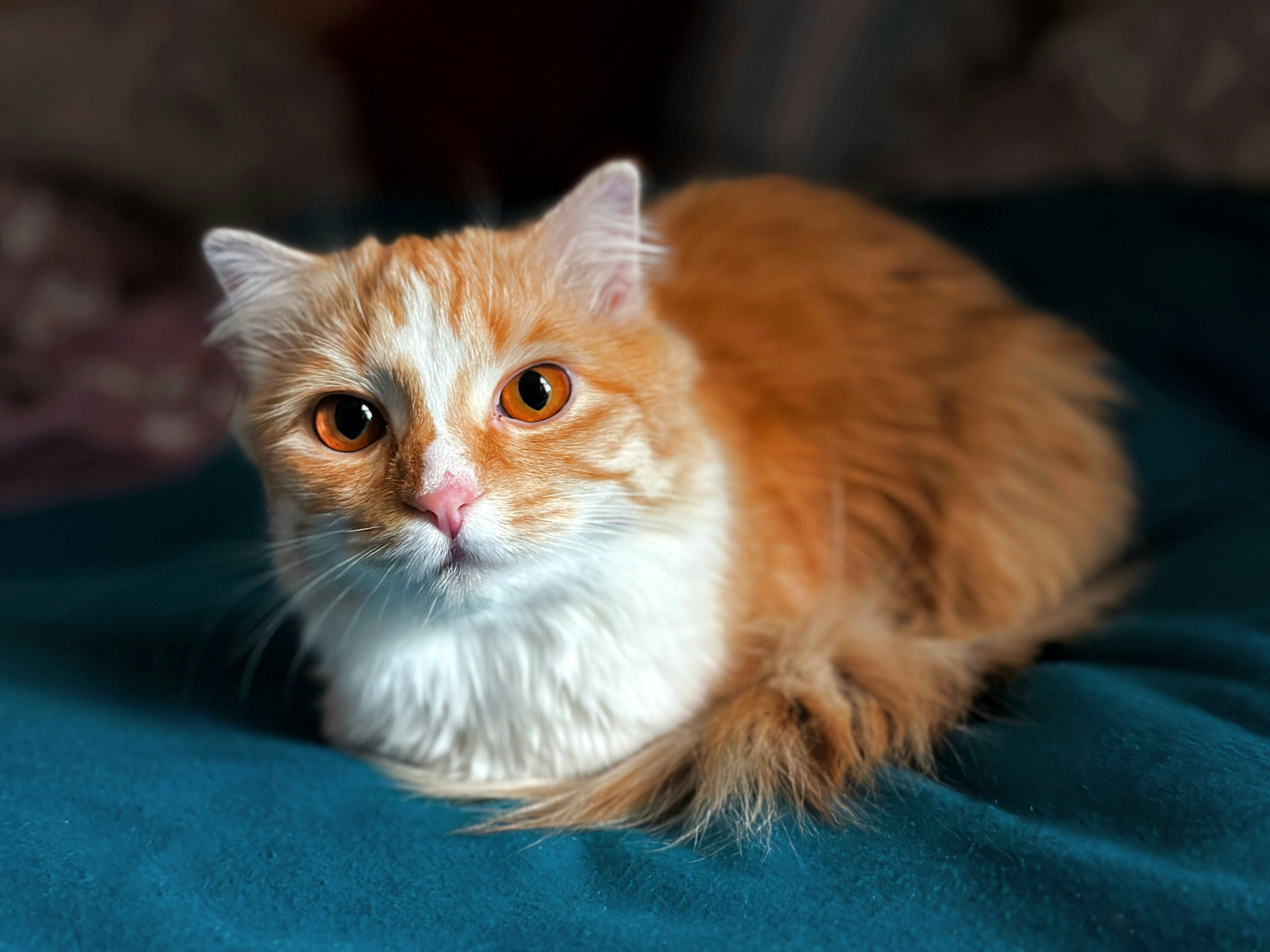 Orange and white cat resting on a blue blanket with a calm expression.