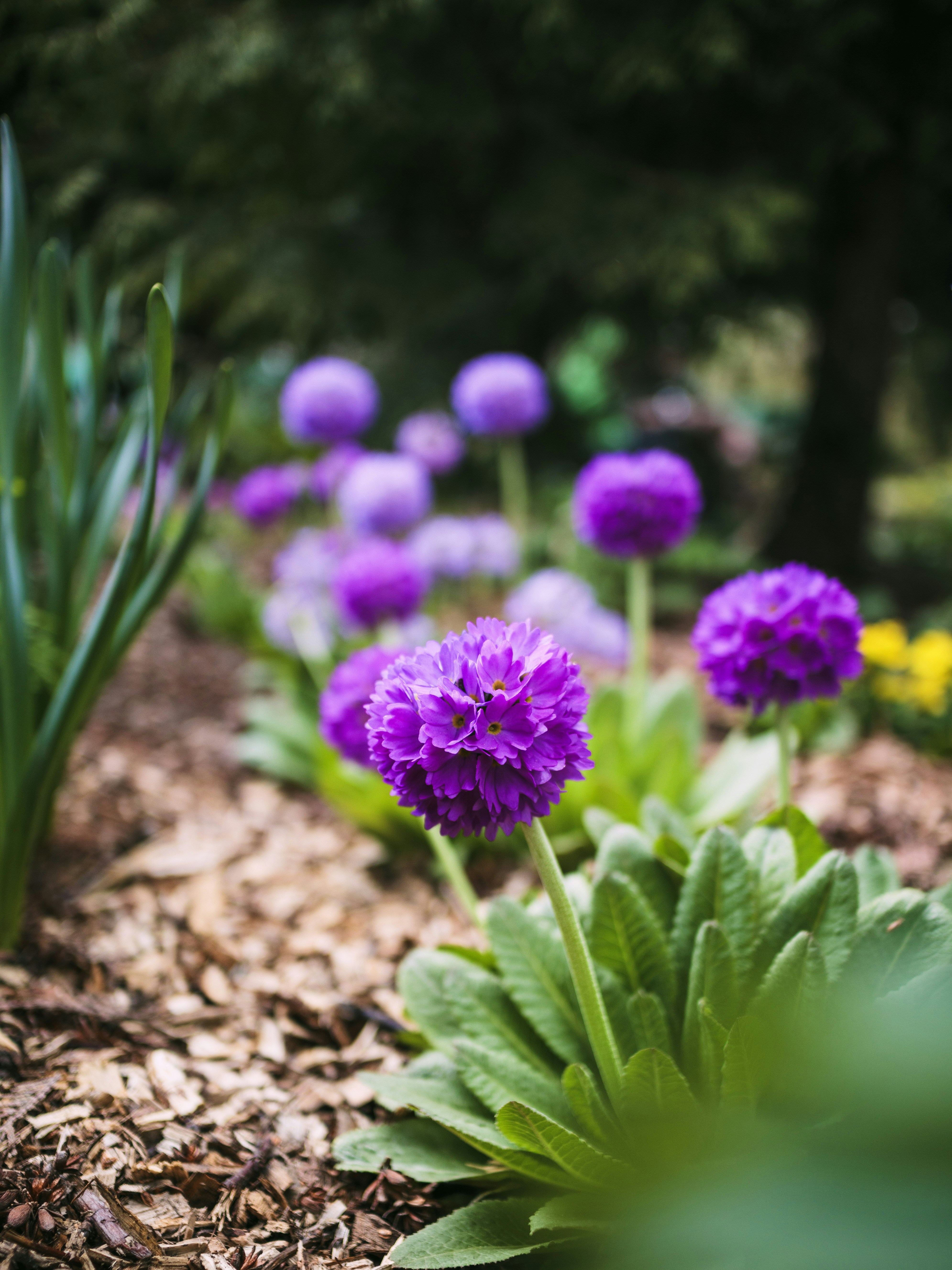 Purple Allium Bloom in a Sunlit Mulch Bed