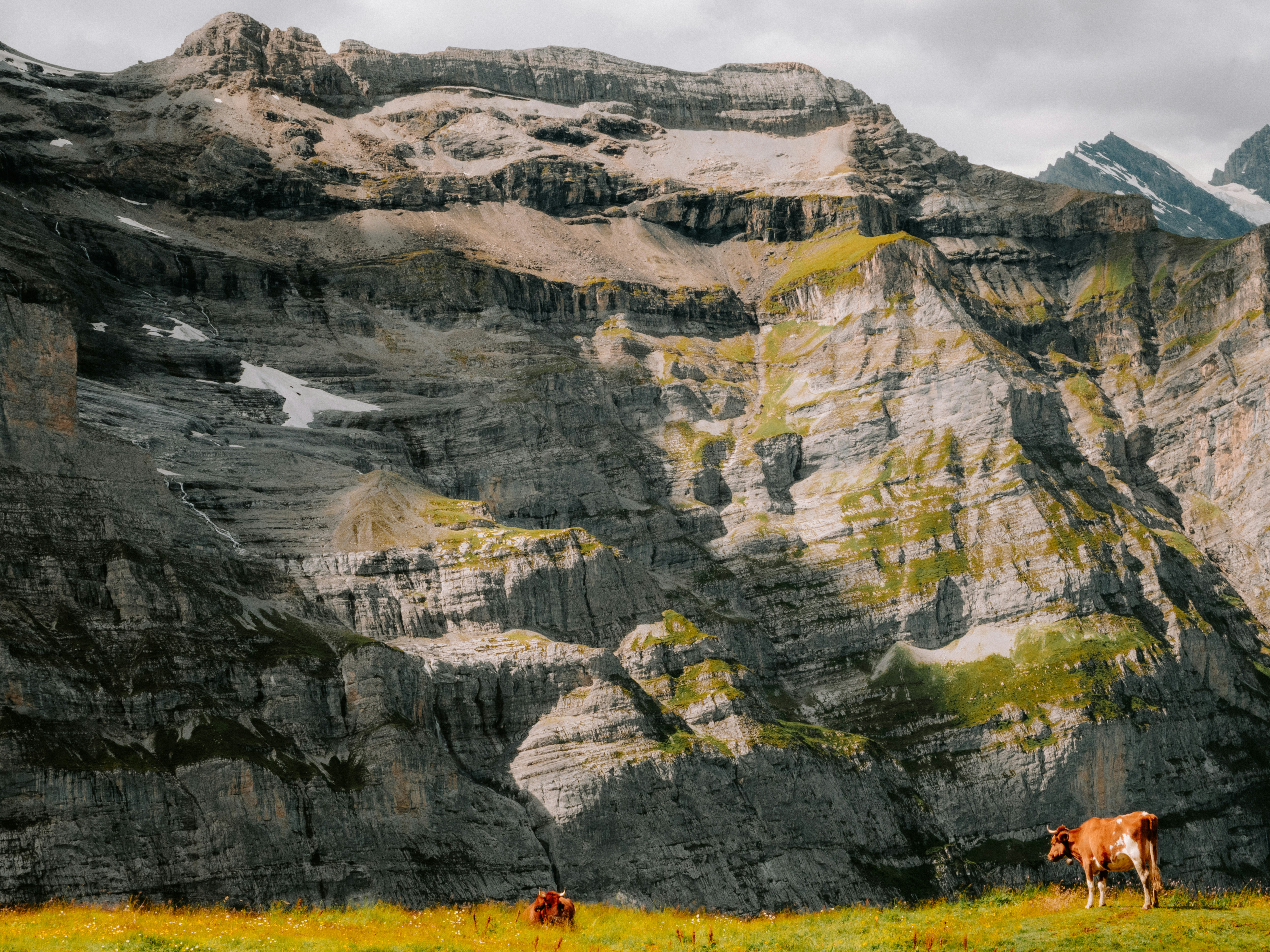 Grazing at the Foot of Layered Alpine Cliffs