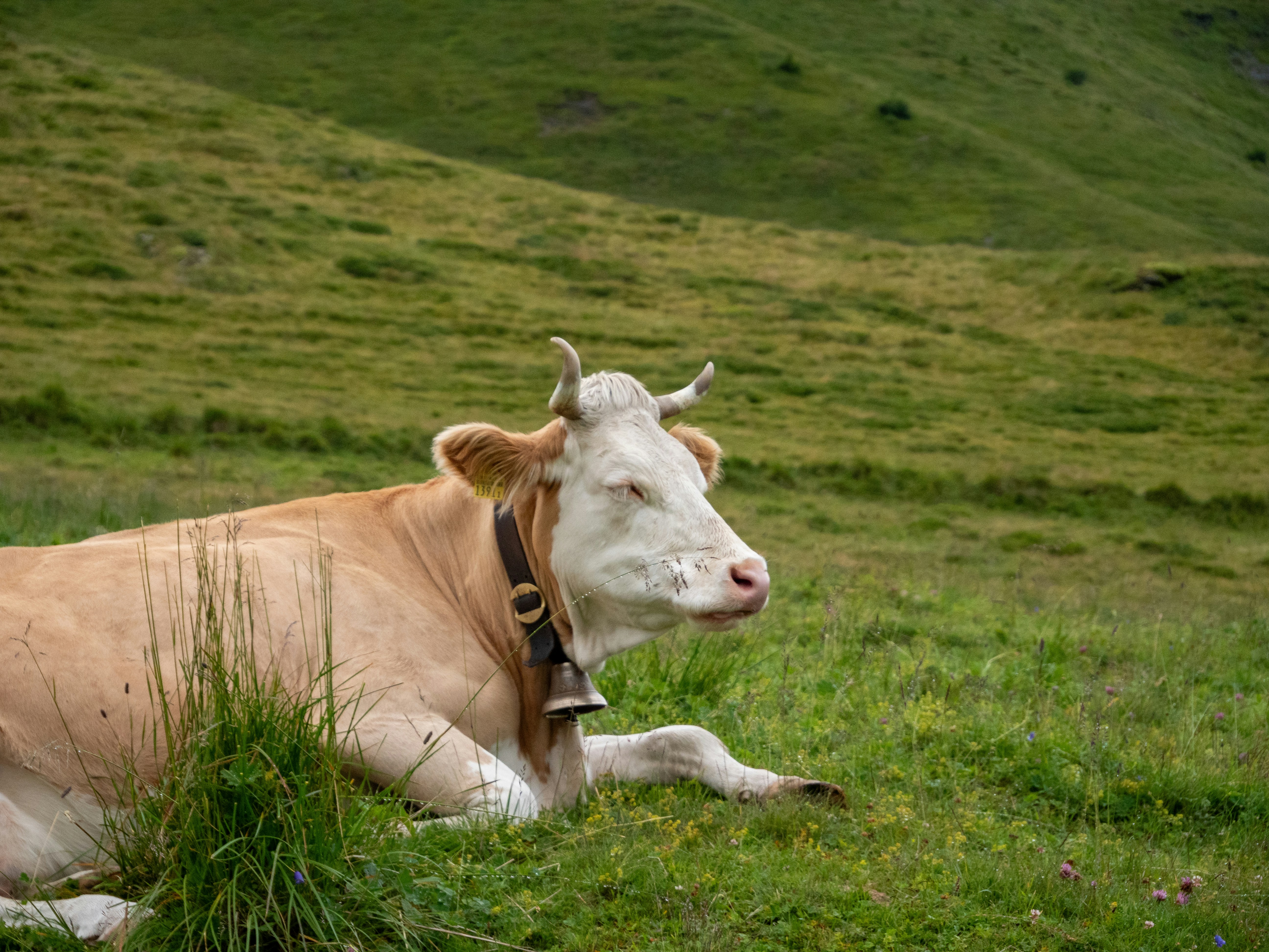Relaxed Highland Red: a cow at rest on sunlit hillside