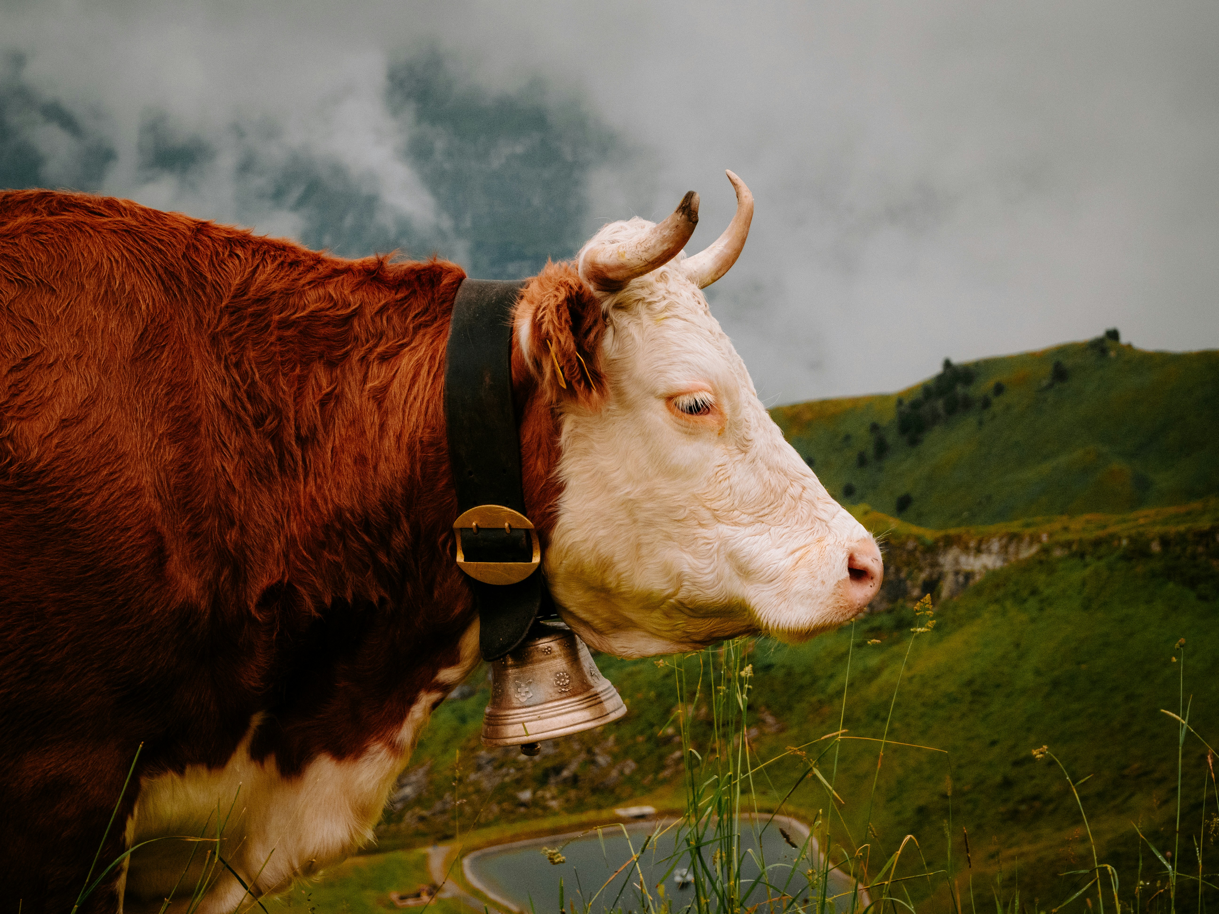 Bell-touched Highland: A quiet portrait of a cow against rolling emerald hills