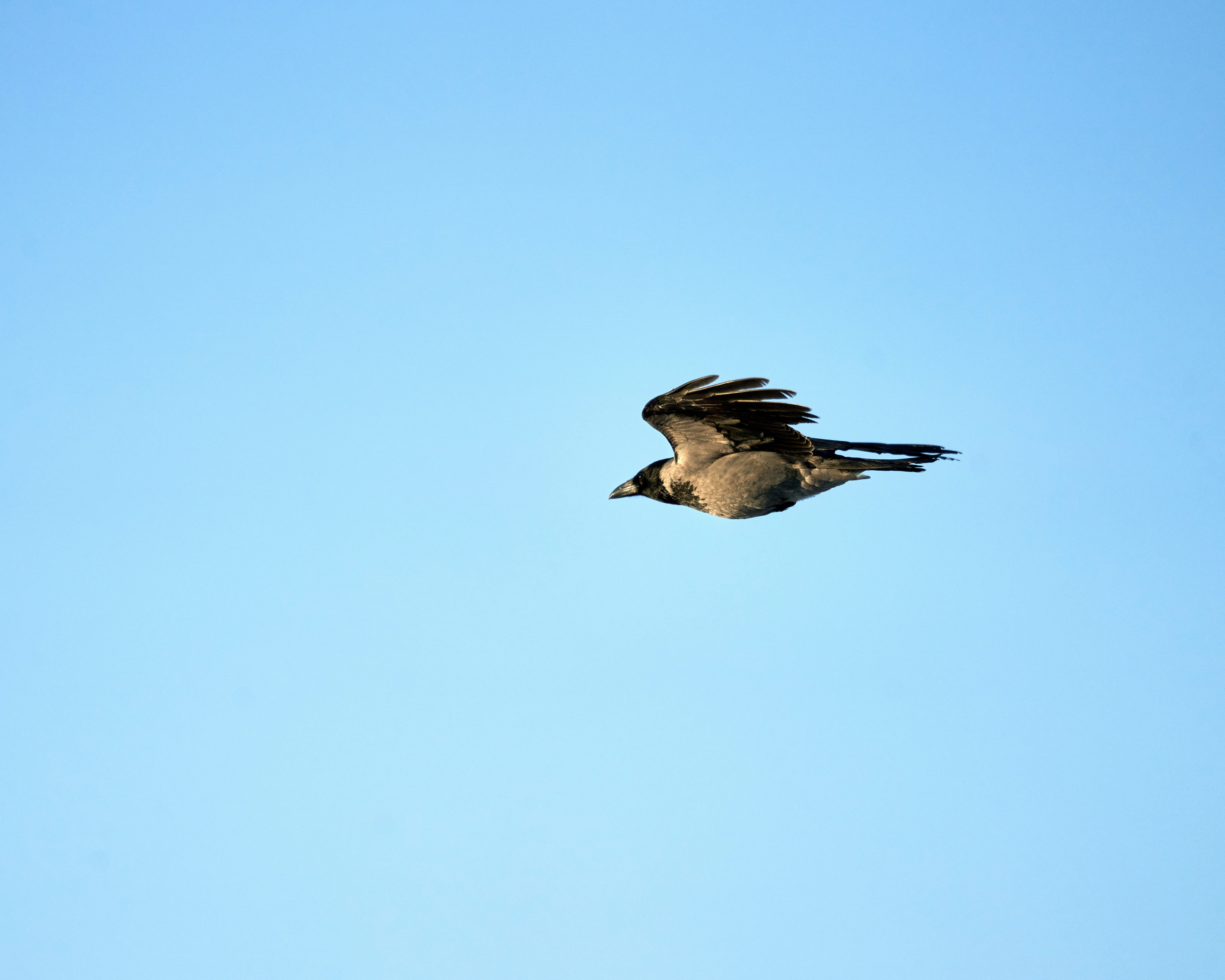 The hooded crow is flying alone over the blue, cloudless sky, wings stretched
