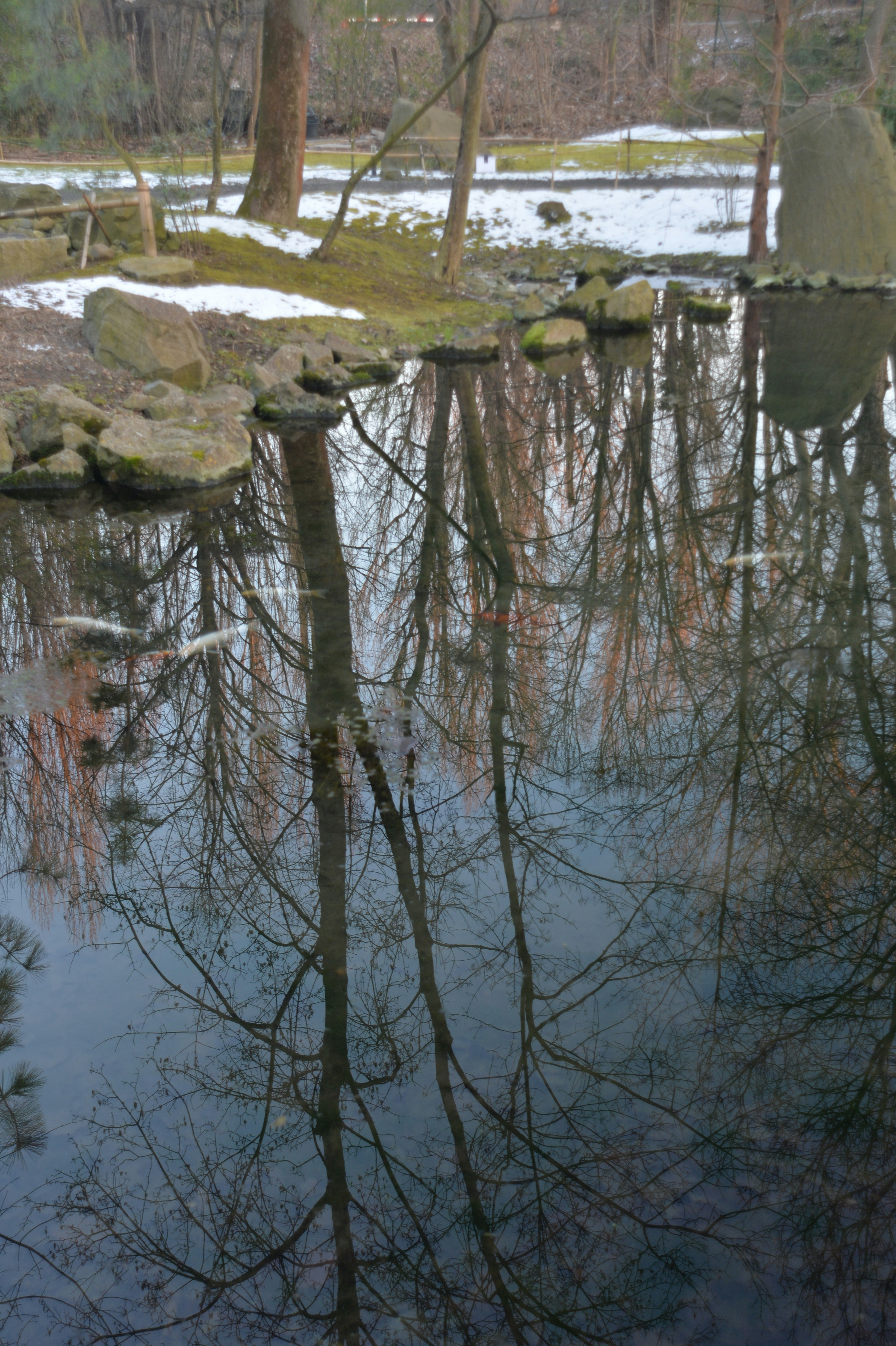 Whispering Trees Mirror in a Glassy Winter Pond