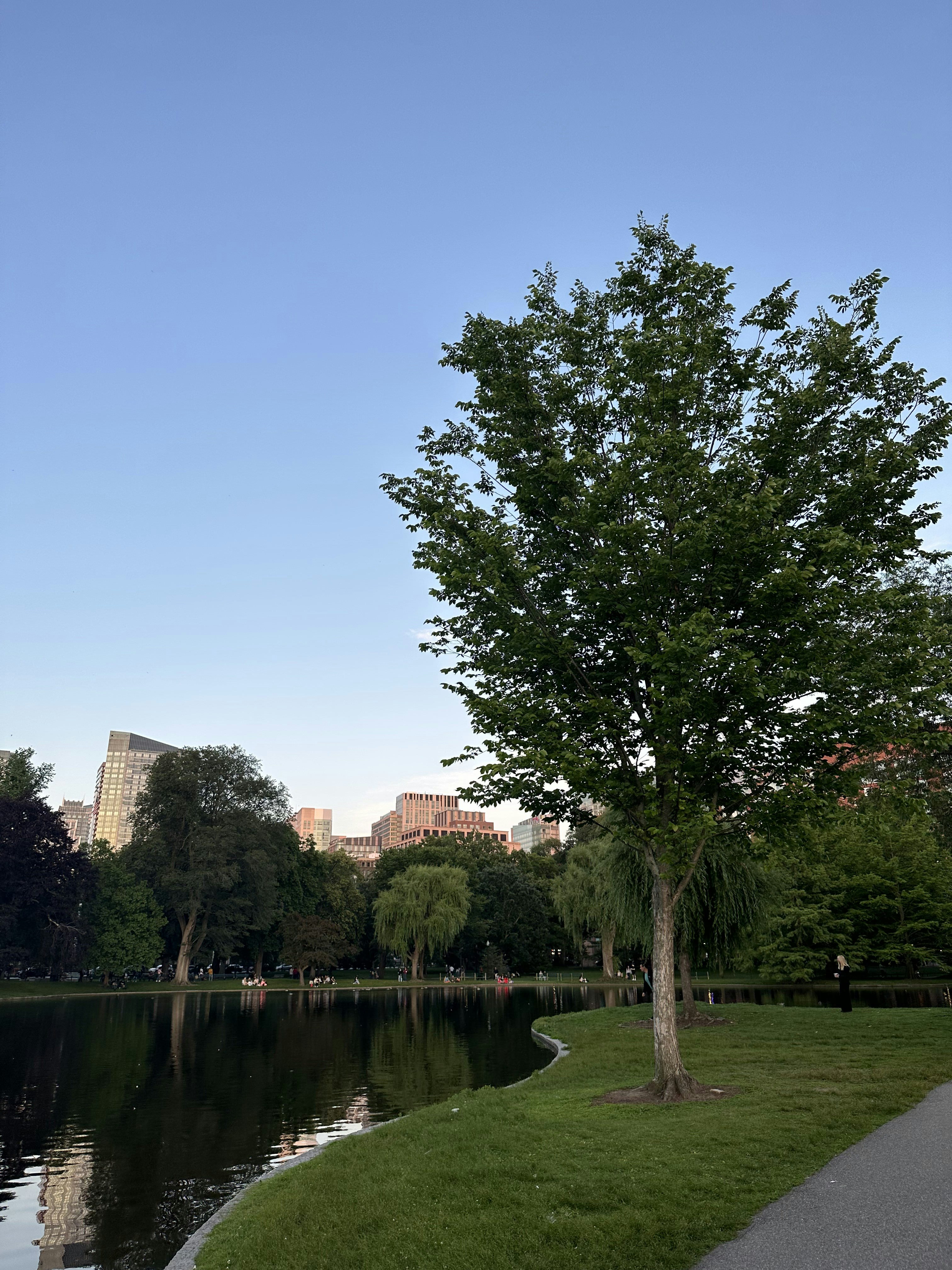 A tree in a park next to a body of water photo – Free City Image on ...