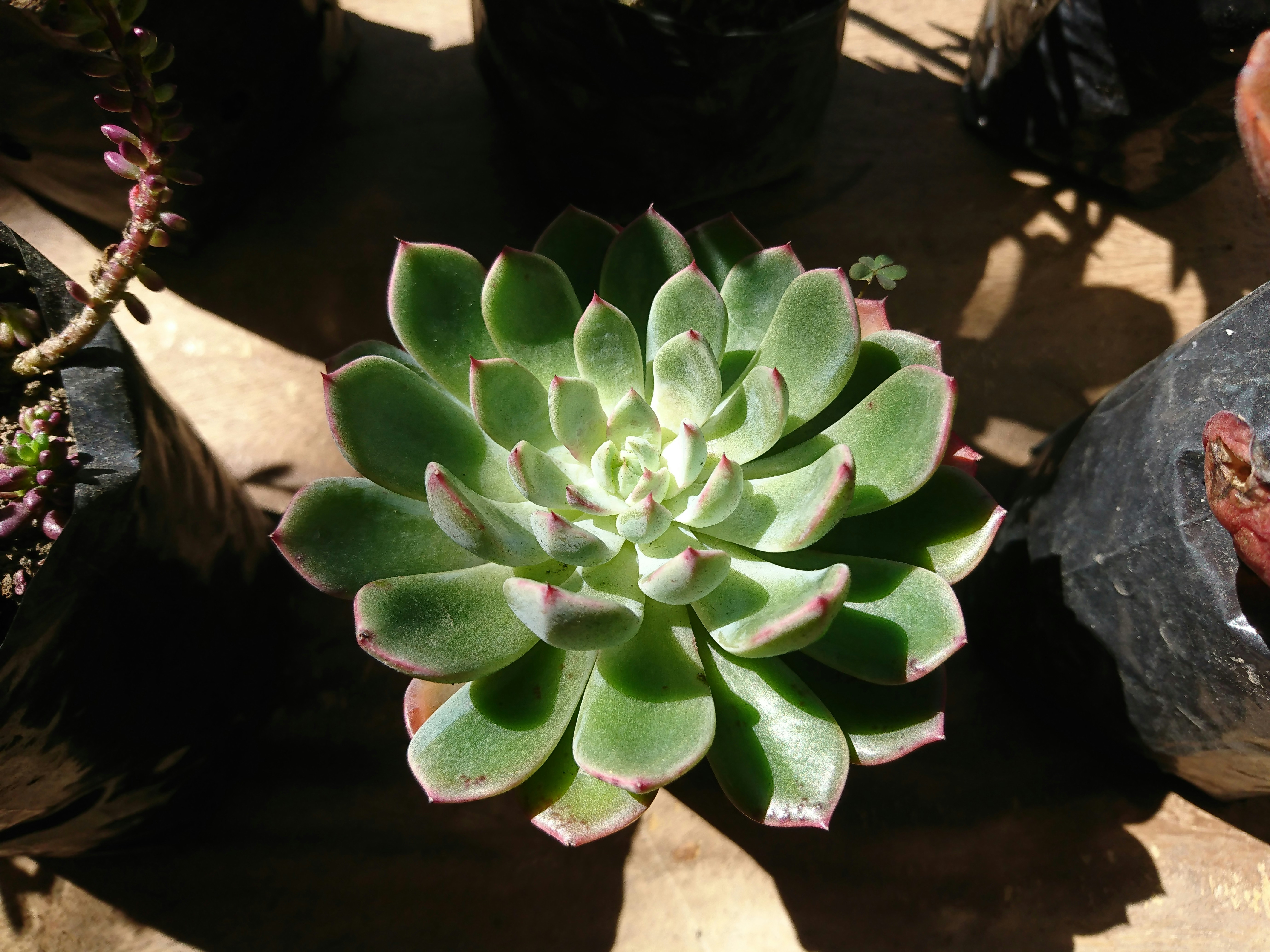 A healthy echeveria rosette basks in direct sun. Its fleshy leaves form a tight spiral, with strong shadows outlining surrounding pots.