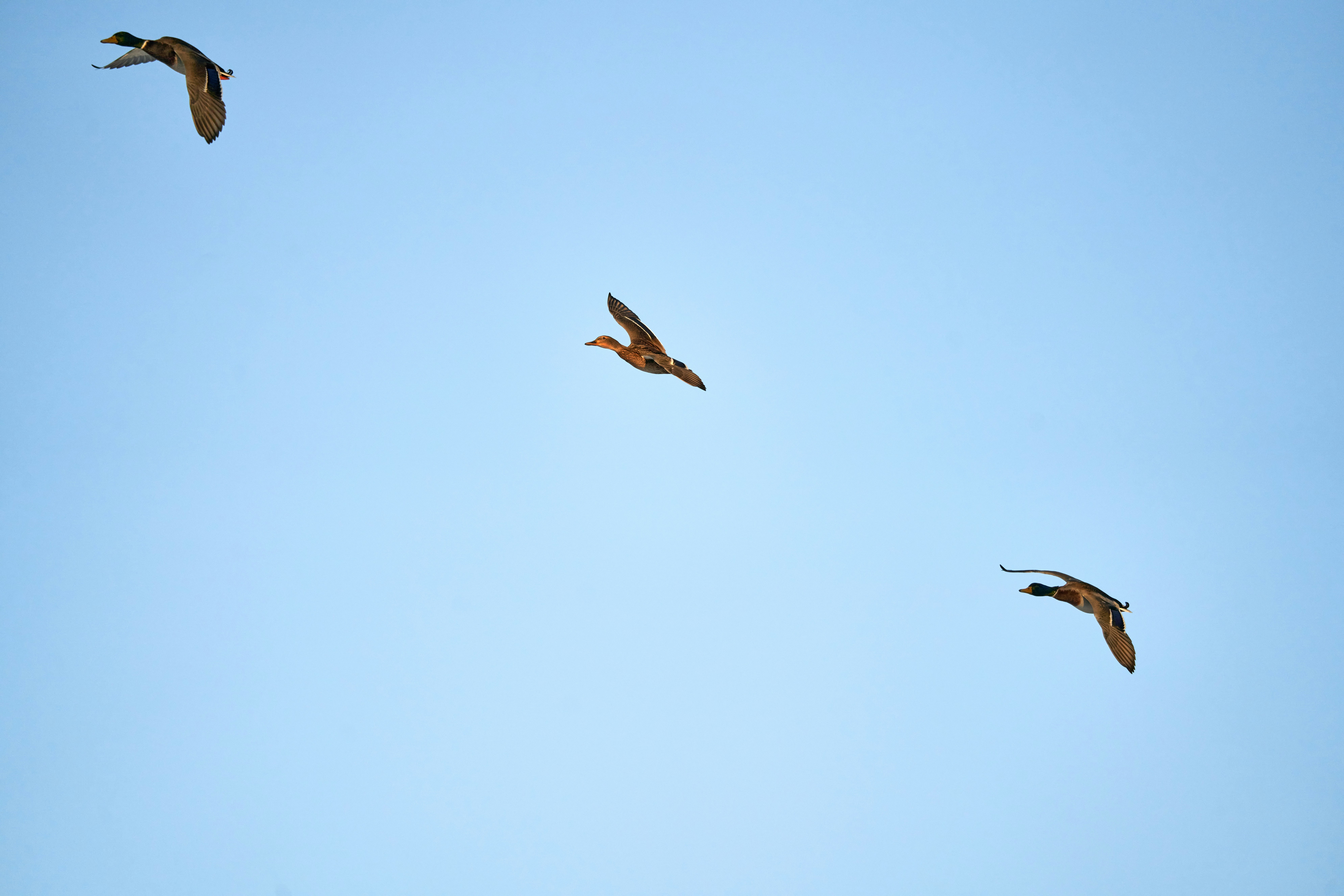 A group of birds flying through a blue sky photo – Free Flying Image on ...