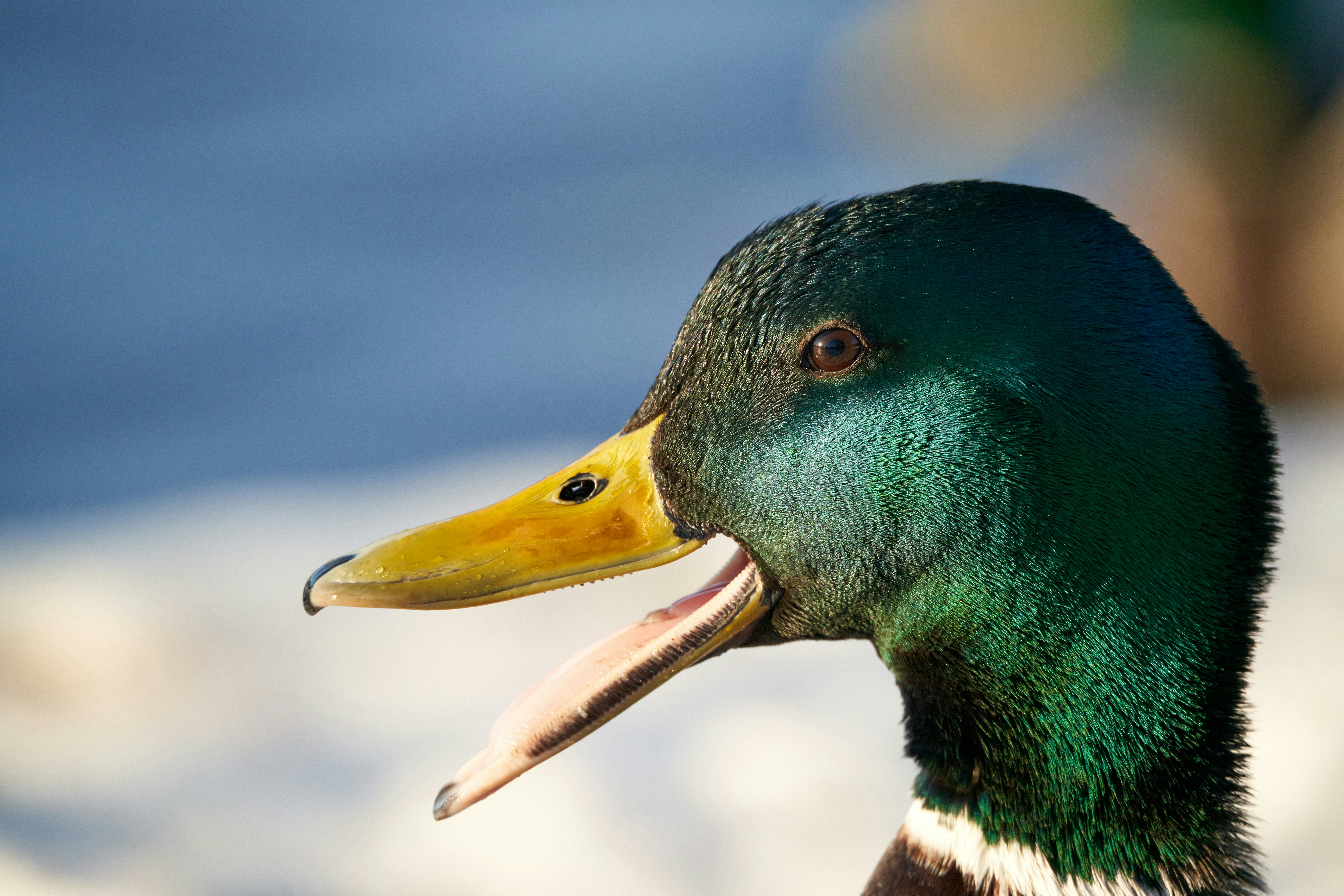 A close up of a duck with its mouth open photo – Free Østensjøvannet ...