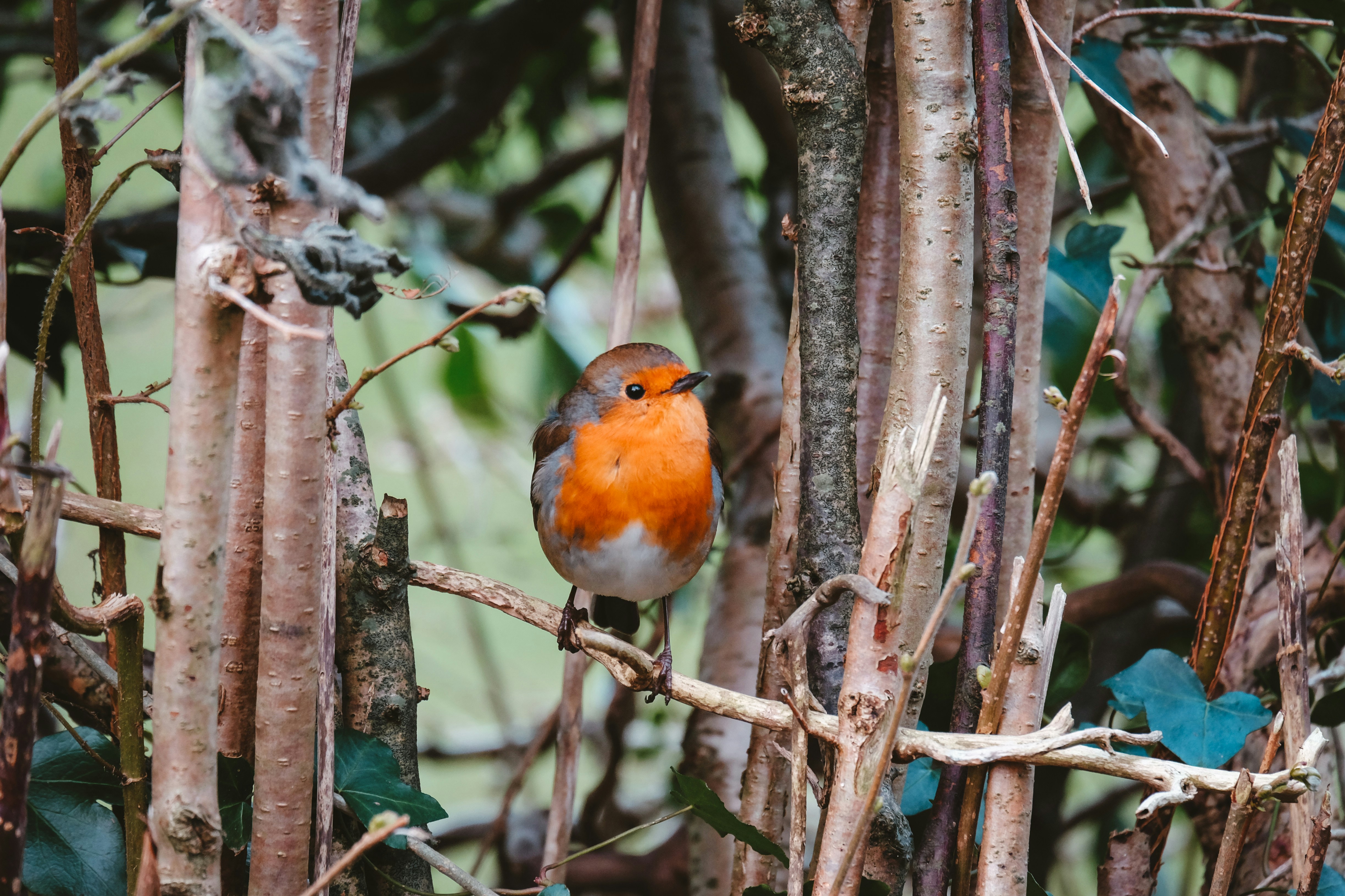 Ember-Crowned Robin Quietly Spies Through a Twig Cathedral