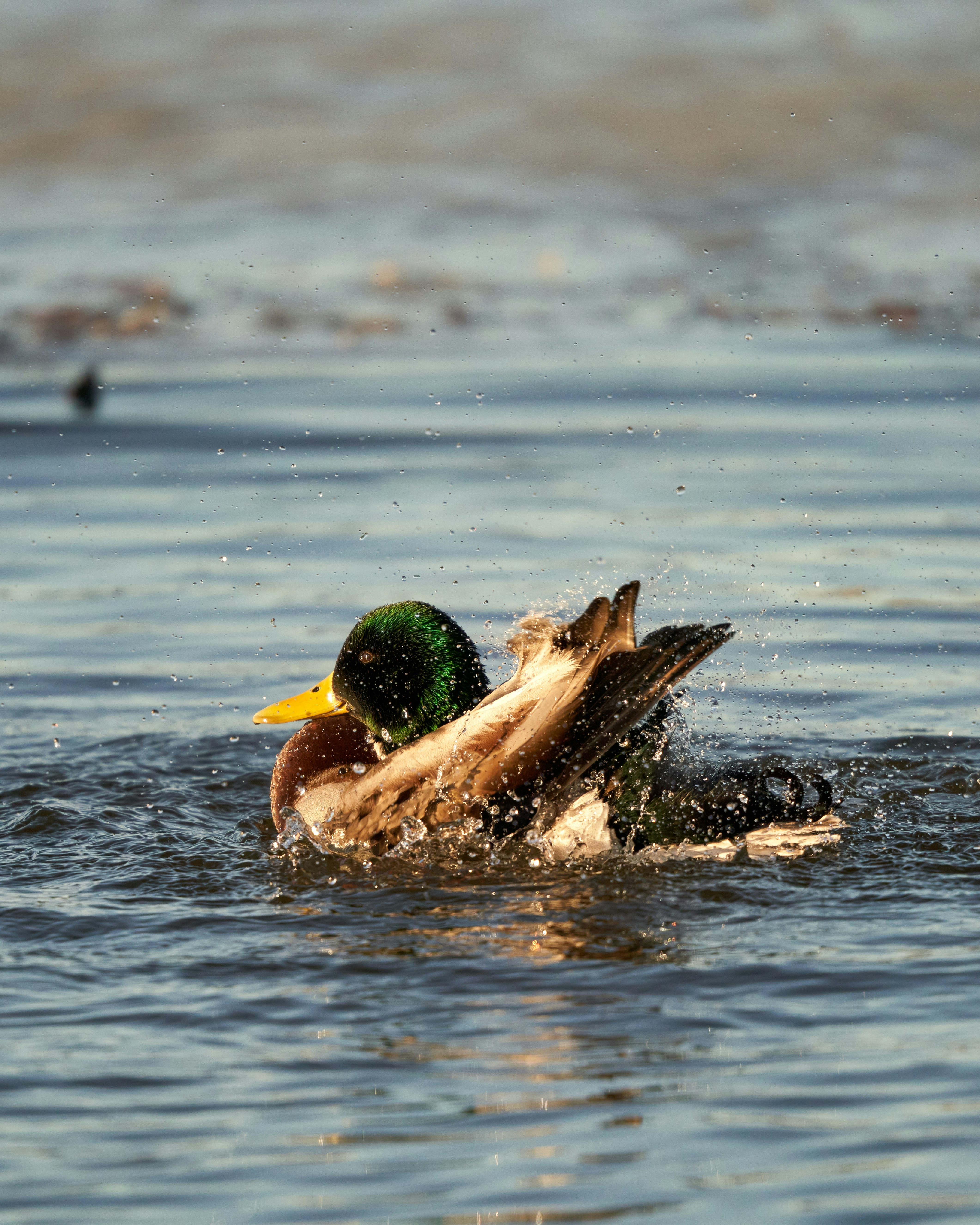 Imágenes de Acicalando A Las Aves | Descarga imágenes gratuitas en Unsplash