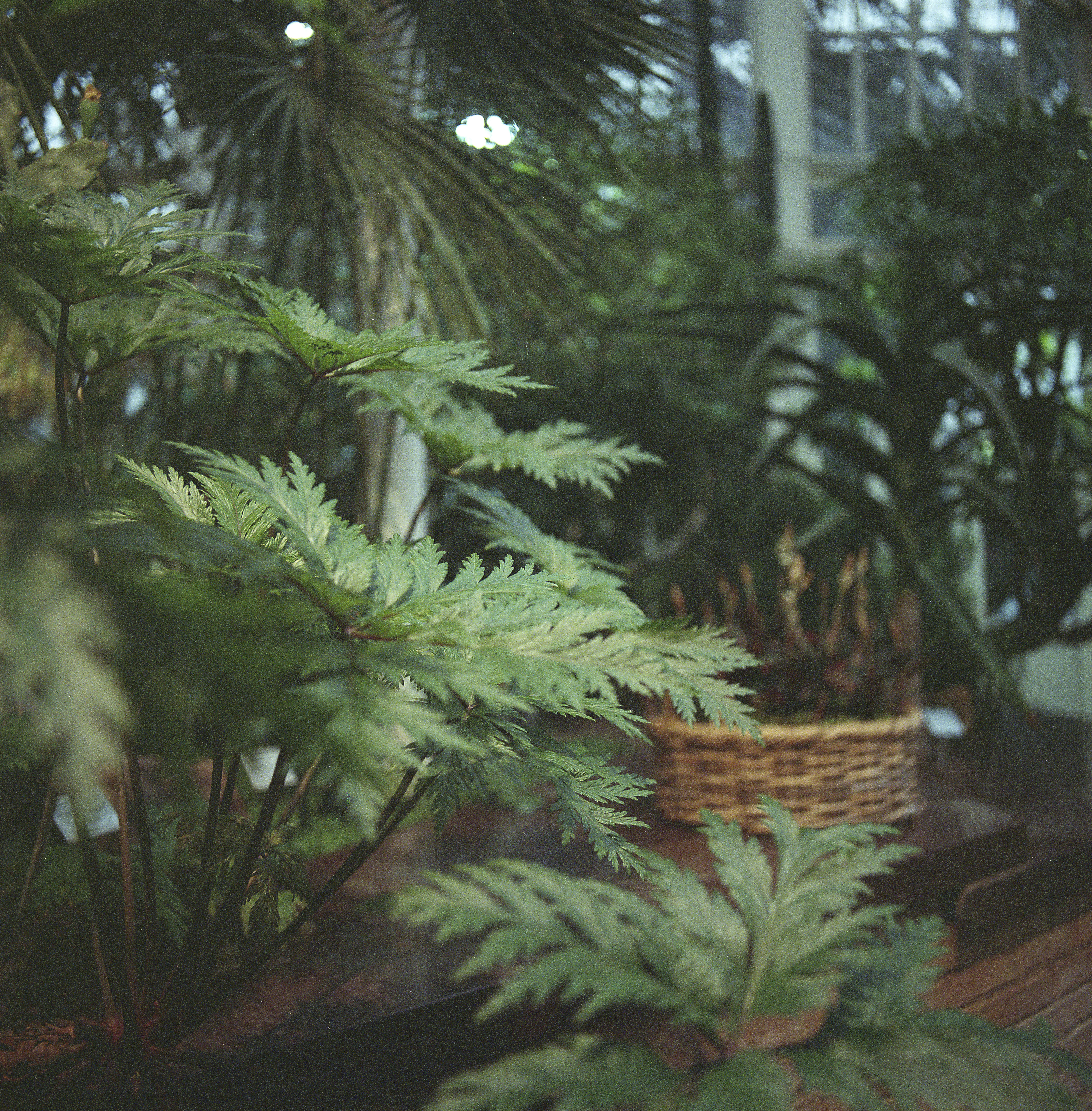 Fronds in Focus: A Quiet Indoor Conservatory Moment